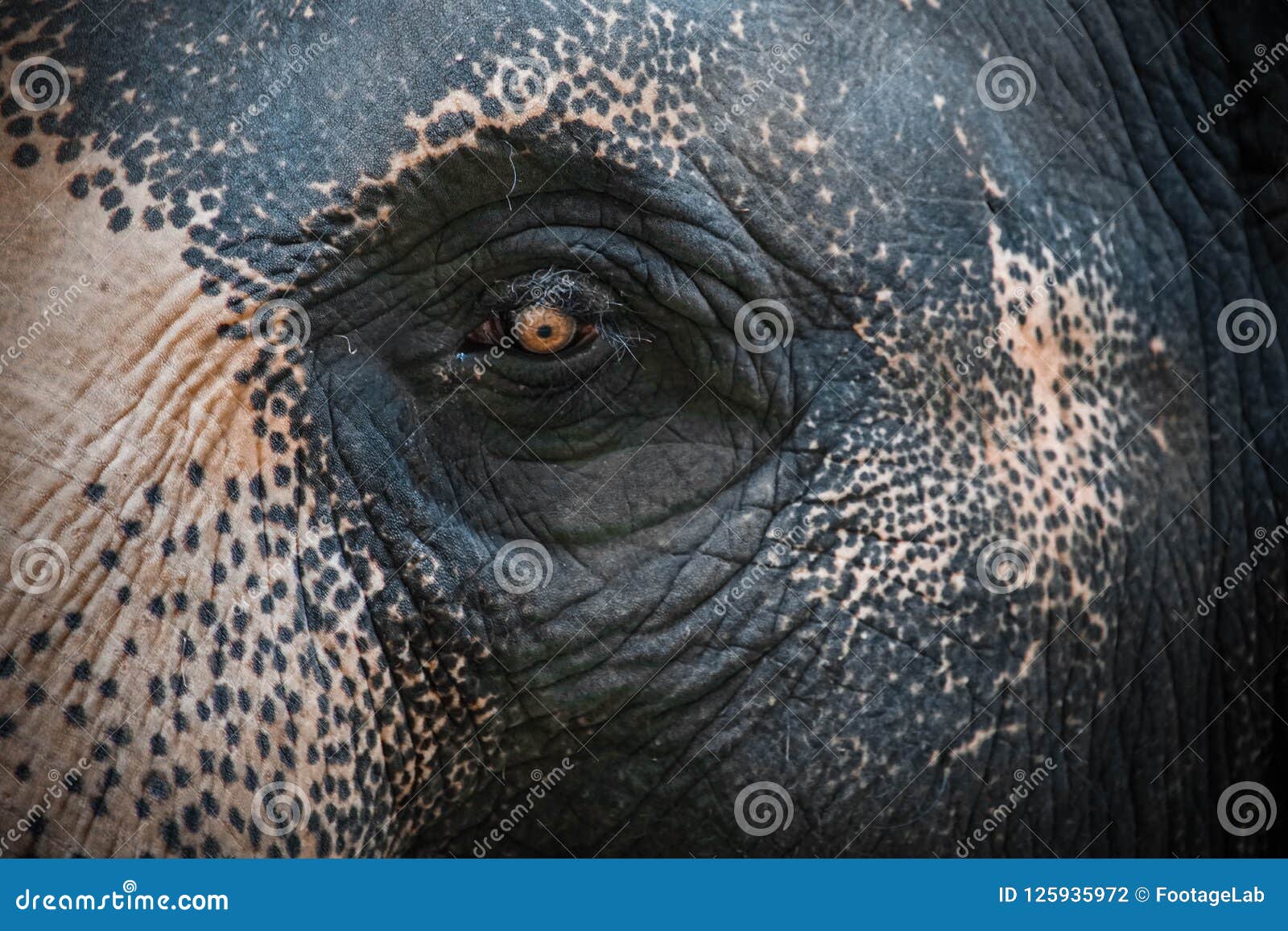 Eye of Asian Elephant Elephas Maximus. Close Up View Stock Photo ...