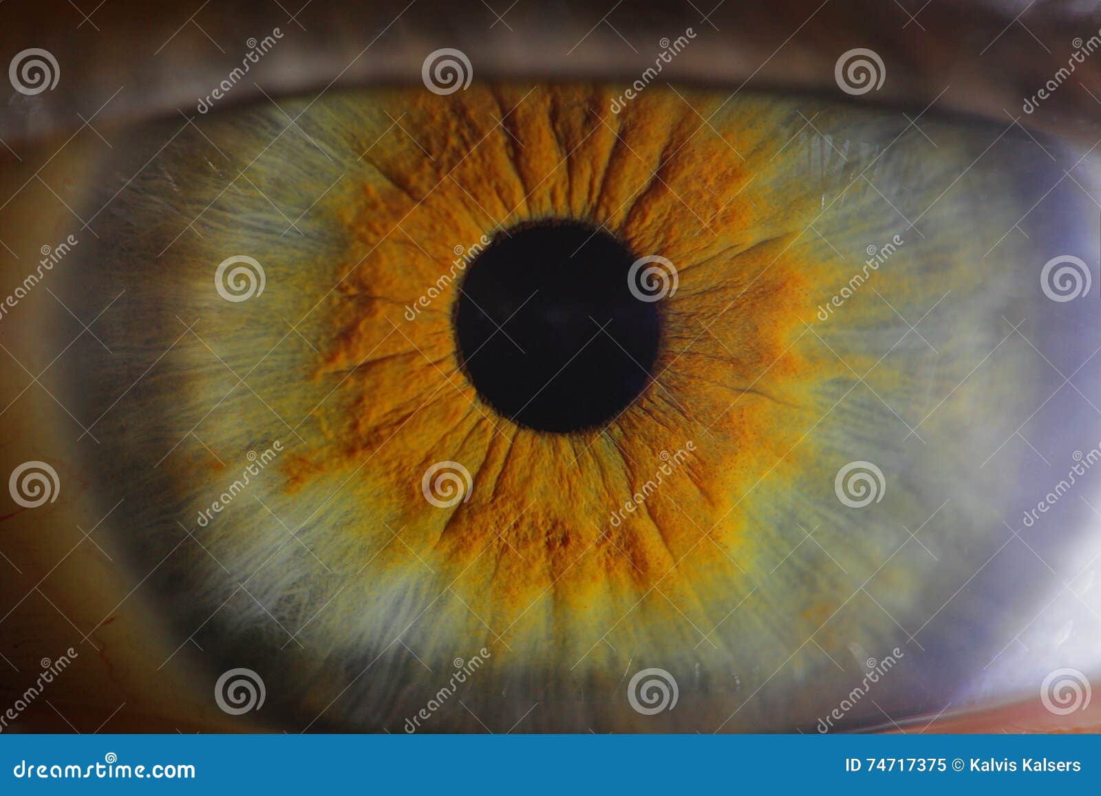 Eye ball stock image. Image of optical, iris, brow, human - 74717375