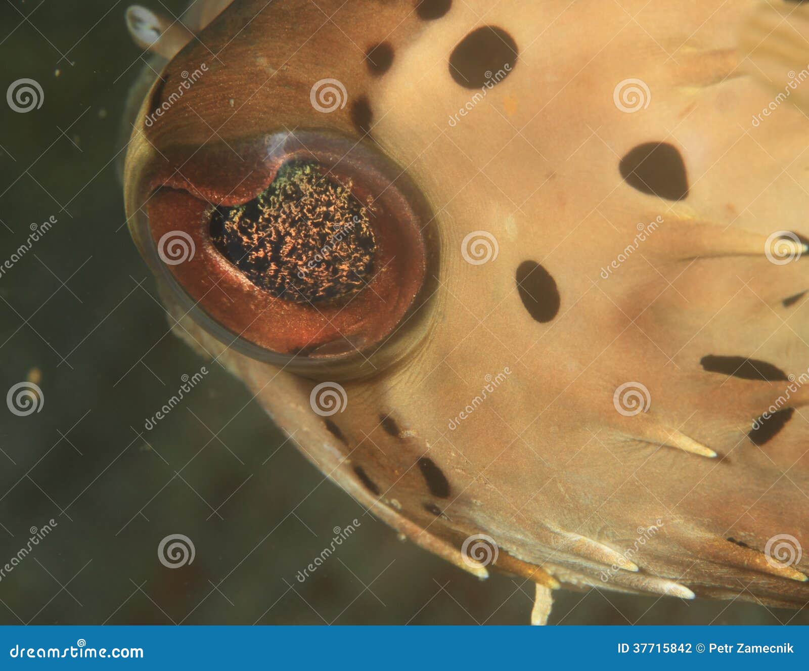 Eye of balloonfish stock photo. Image of wildlife, marine - 37715842
