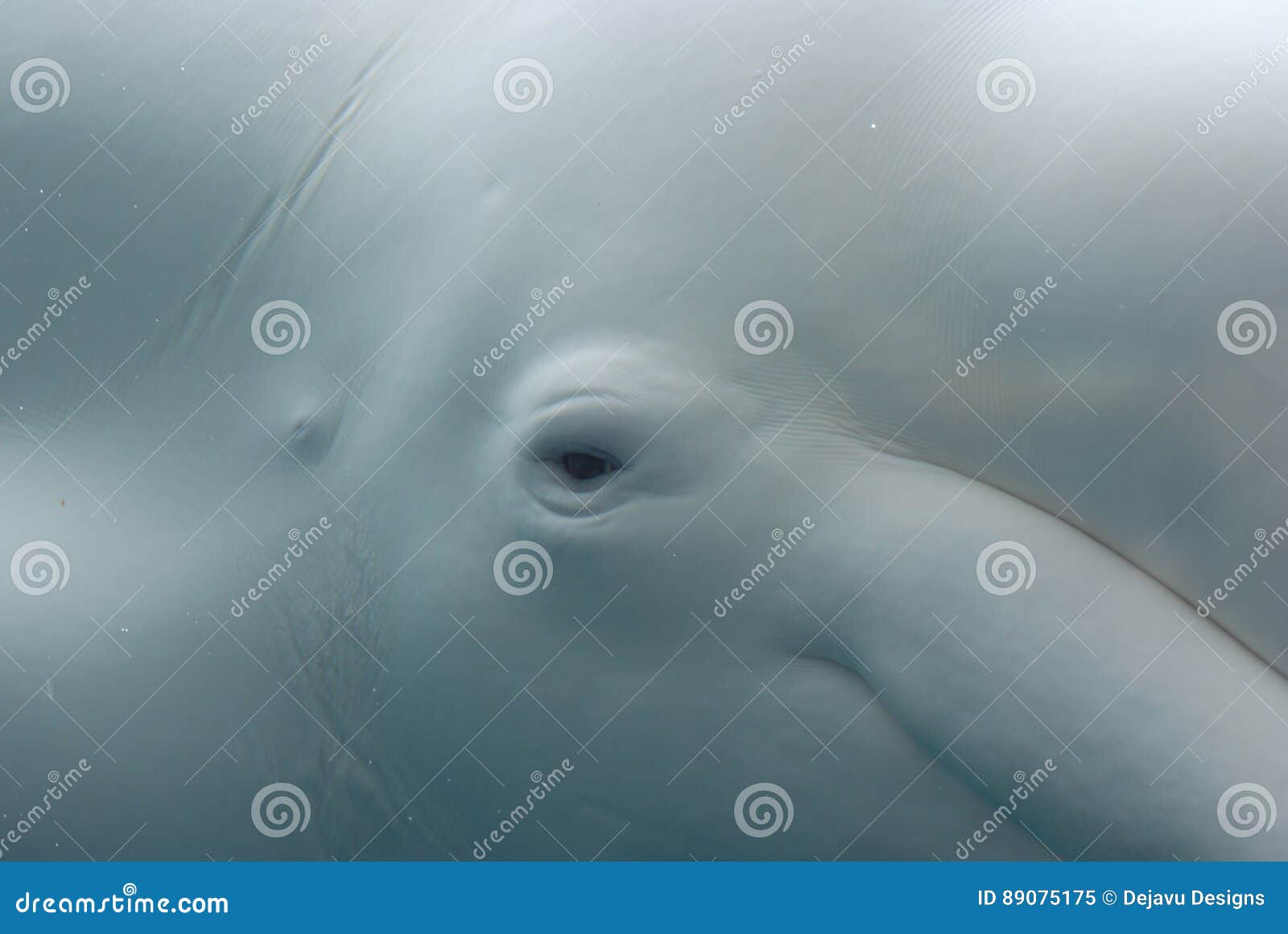Eye of a Beluga Whale Underwater Stock Image - Image of underwater ...