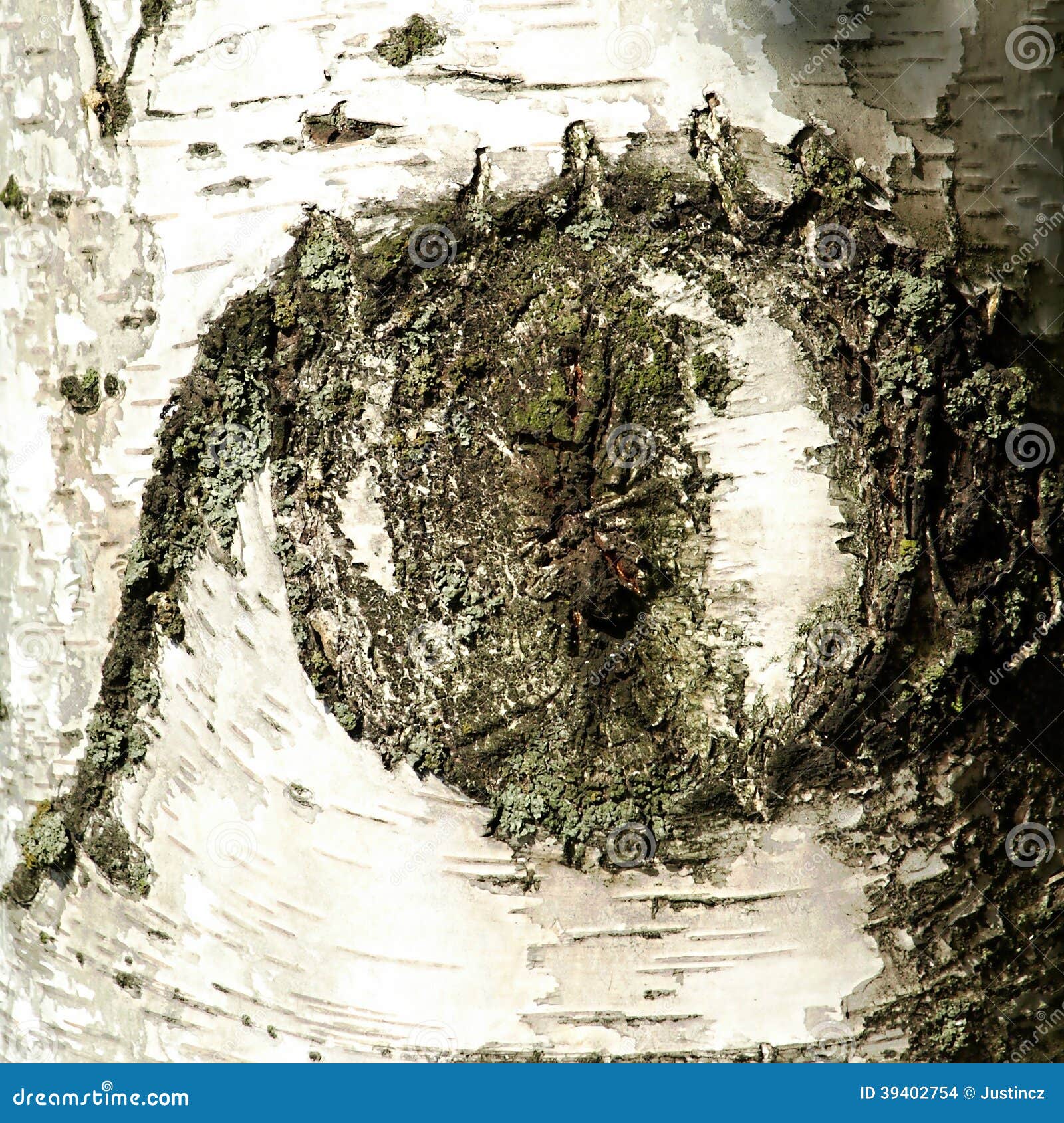 Eye in birch stock photo. Image of birch, texture, allseeing - 39402754