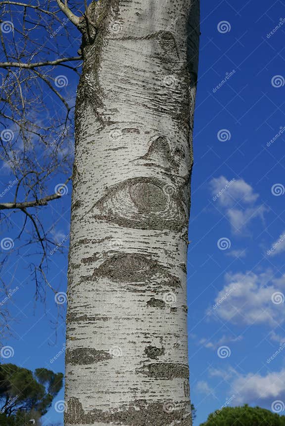 Eye of a birch tree stock photo. Image of black, textured - 168252426