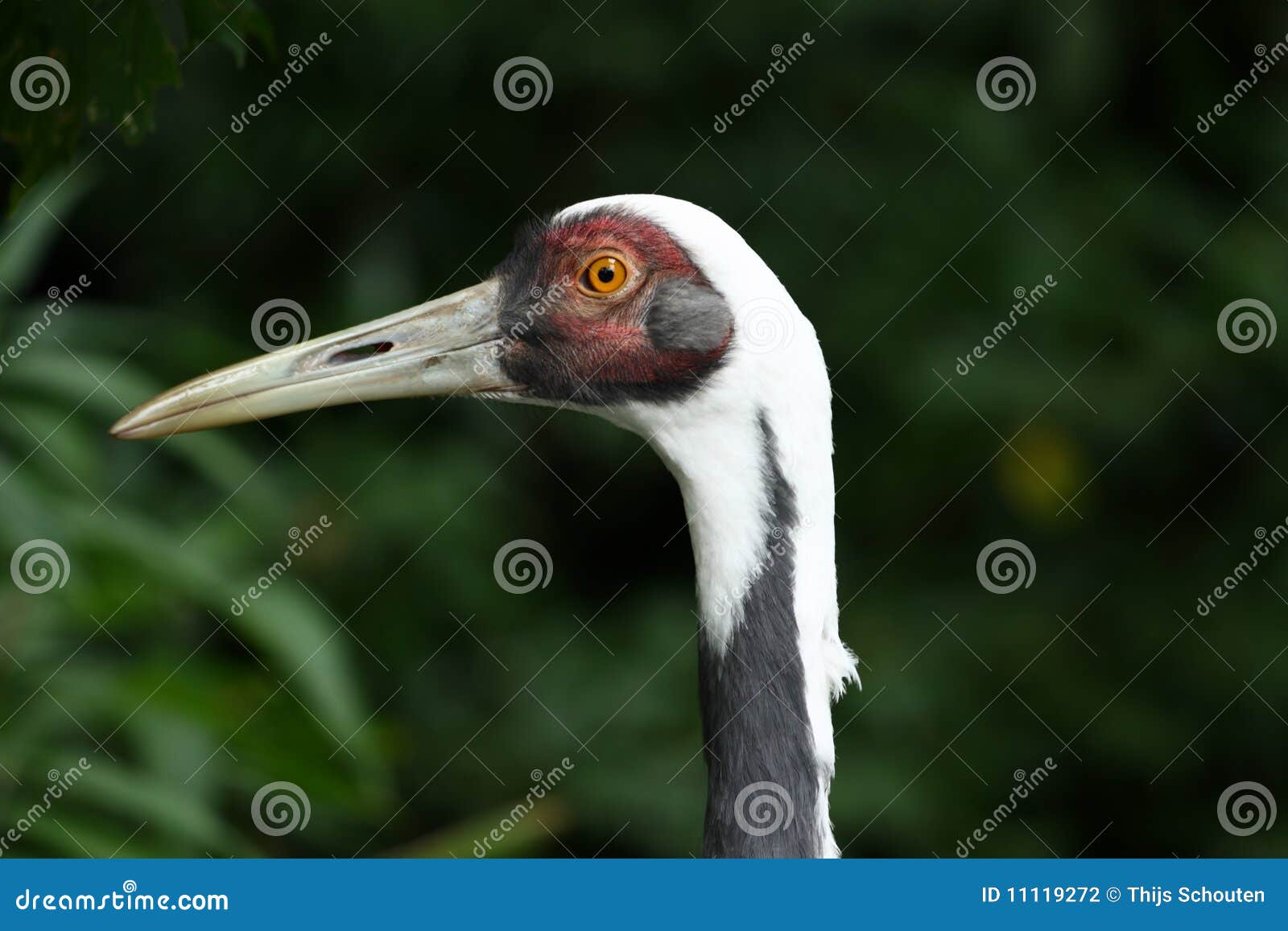 Eye of a bird stock photo. Image of watching, feathers - 11119272