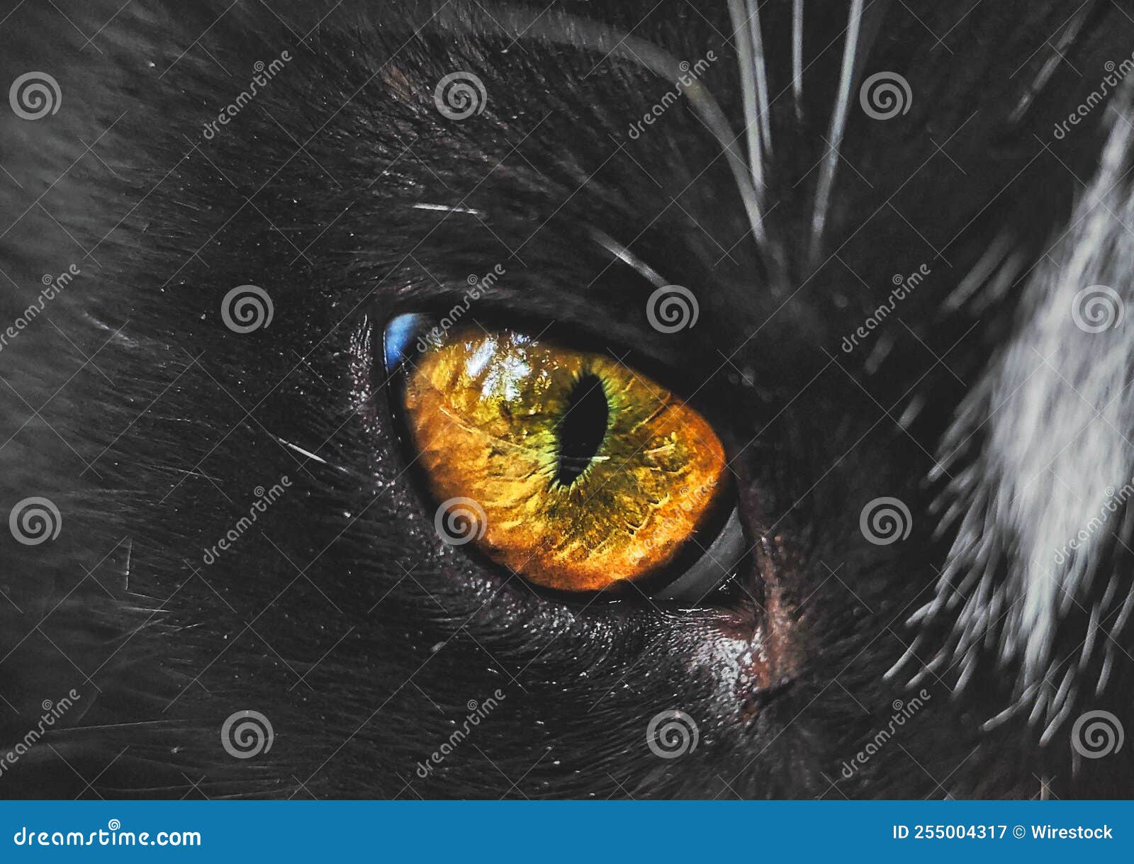 Eye of the black cat stock image. Image of fluffy, animals - 255004317