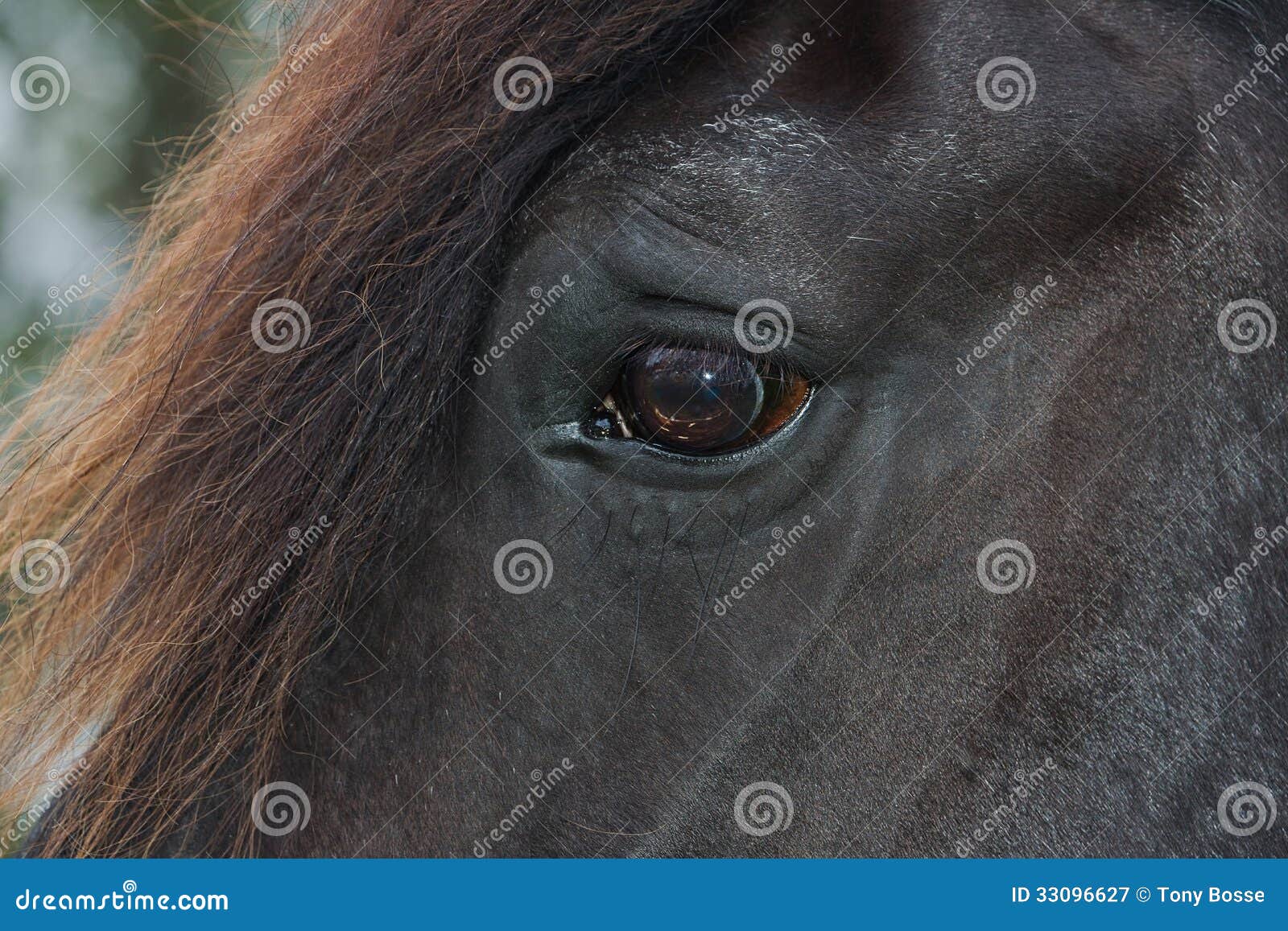 Eye of a Black Percheron Draft Horse Stock Image - Image of purebred ...