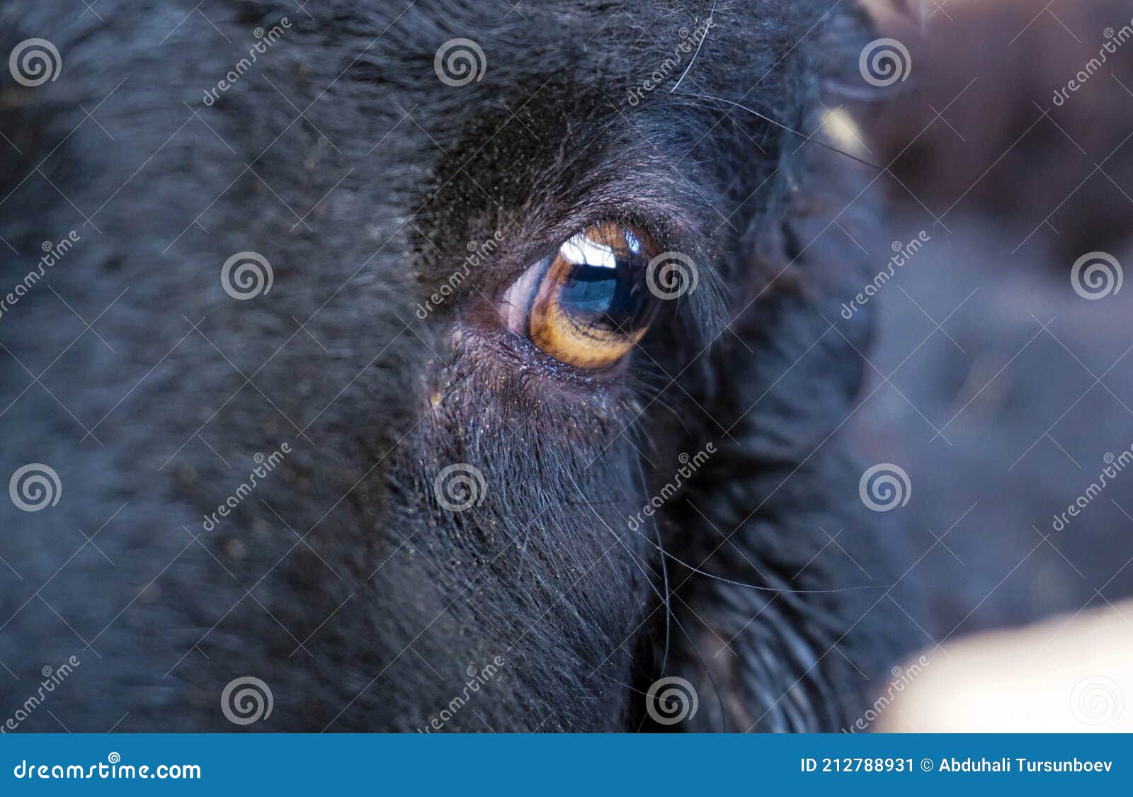The eye of a black ram stock image. Image of vintage - 212788931