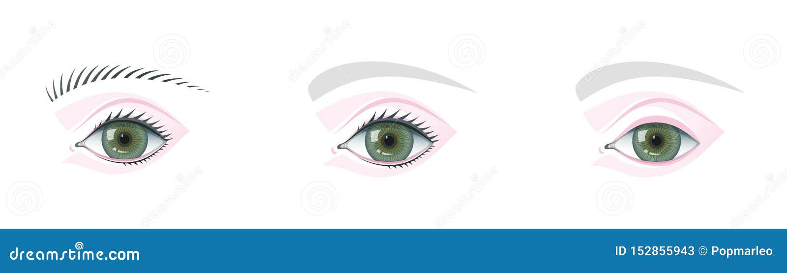 Eye and Brow Template for Studying and Teaching Makeup Technology ...