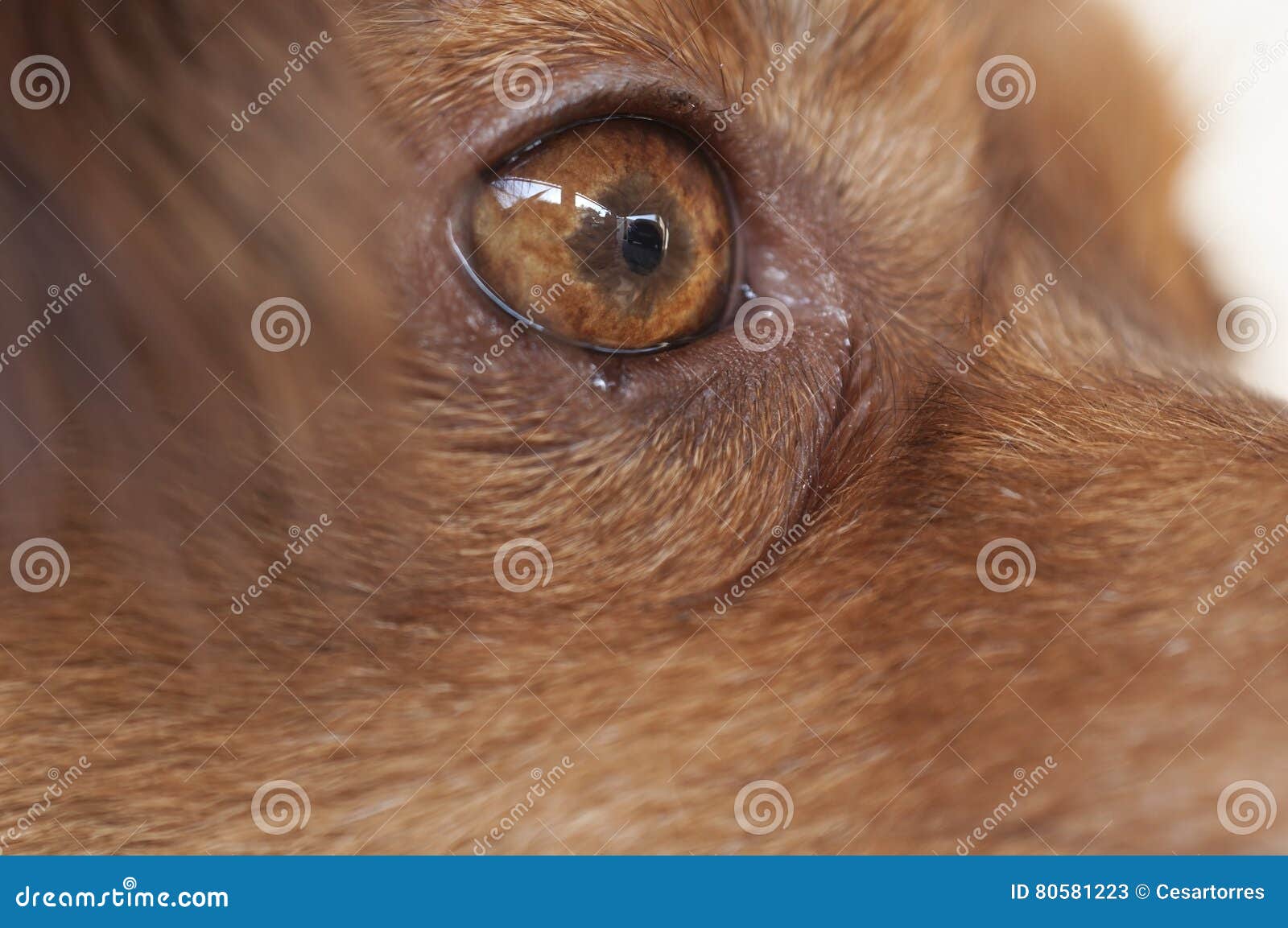 Eye of a brown dog stock image. Image of affectionate - 80581223