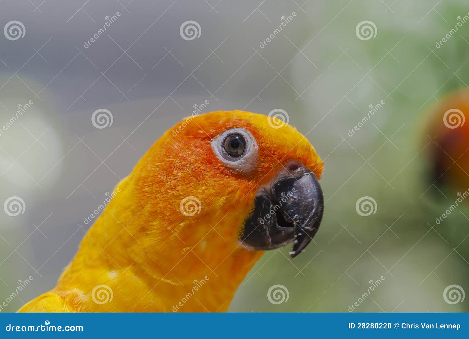 Eye Budgie Bird stock photo. Image of head, yellow, outdoors - 28280220