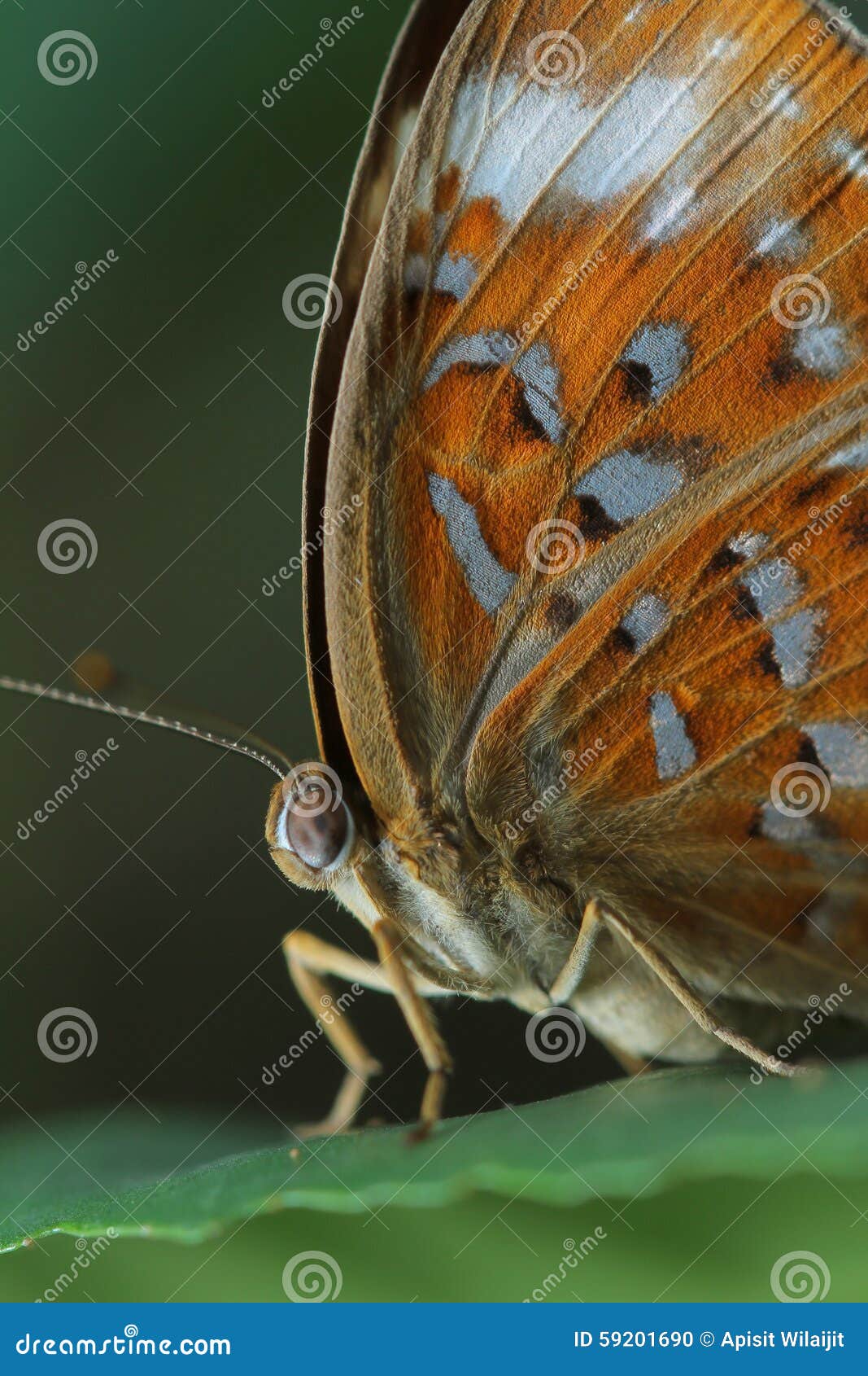 Brown Eye Butterfly Stock Images - Download 3,222 Royalty Free Photos