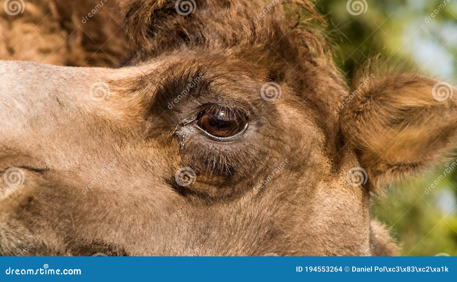Eye of a camel stock photo. Image of summer, macro, asia - 194553264