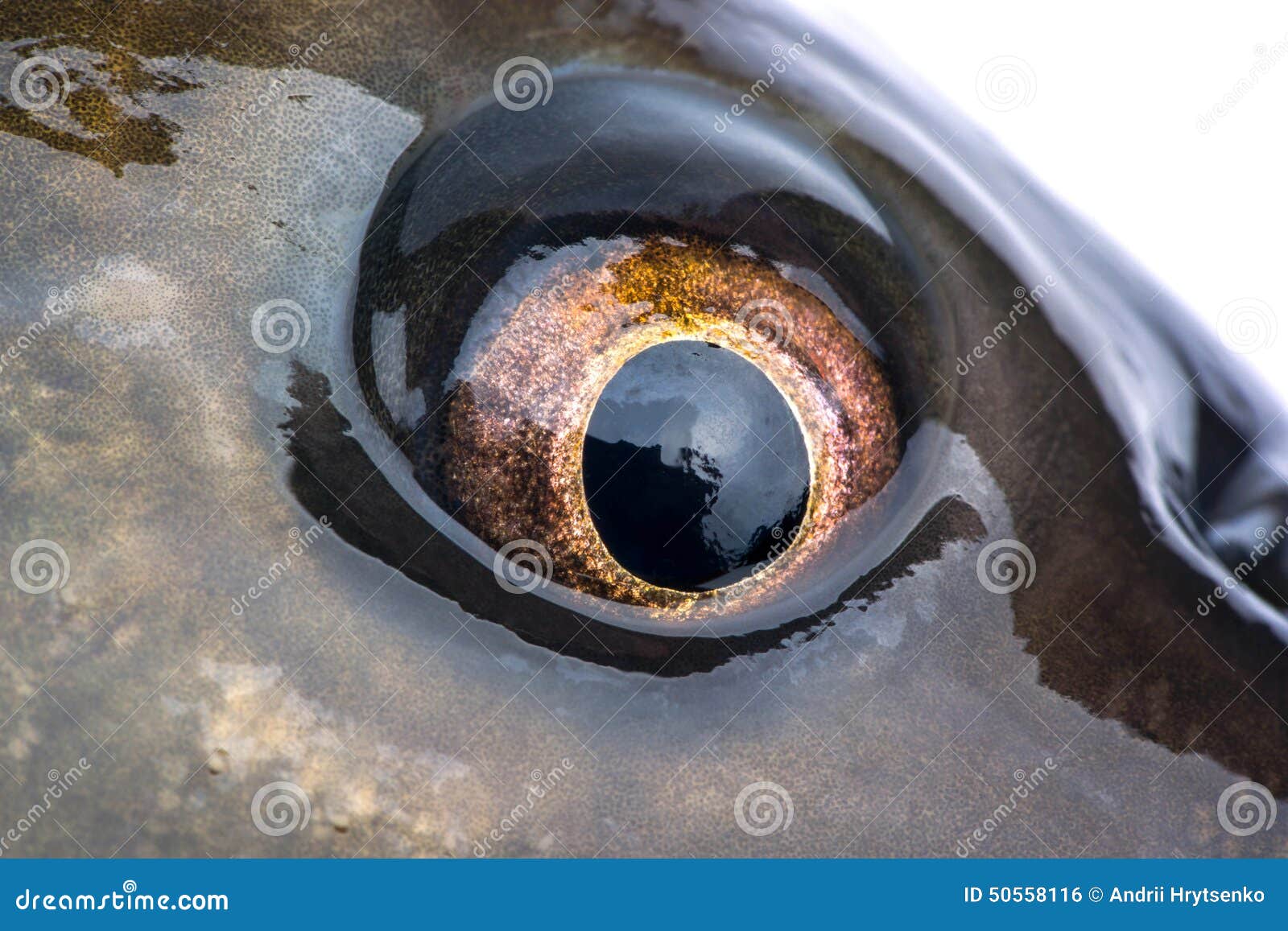 Eye carp stock photo. Image of nature, freshwater, life - 50558116
