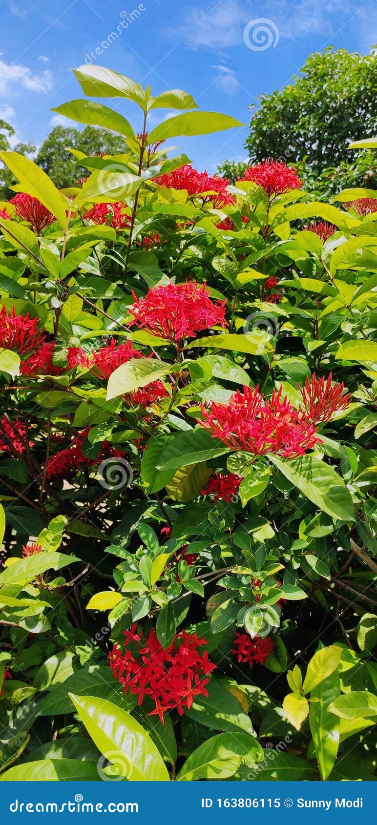 Eye-Catching Beautiful Red Flowers with Bright Sky Stock Image - Image ...