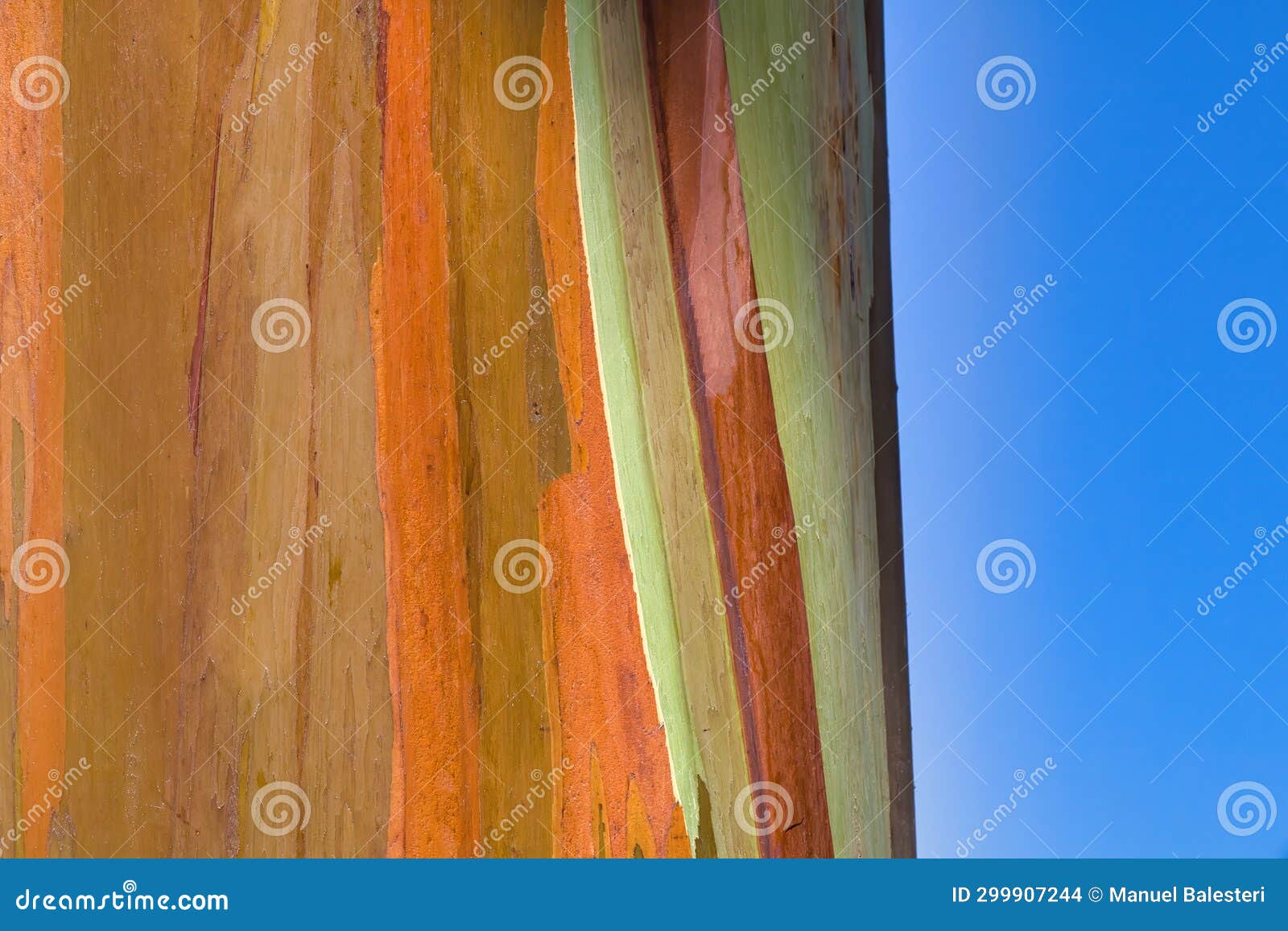 Close Up Section of Rainbow Eucalyptus Tree Trunk. Stock Photo - Image ...