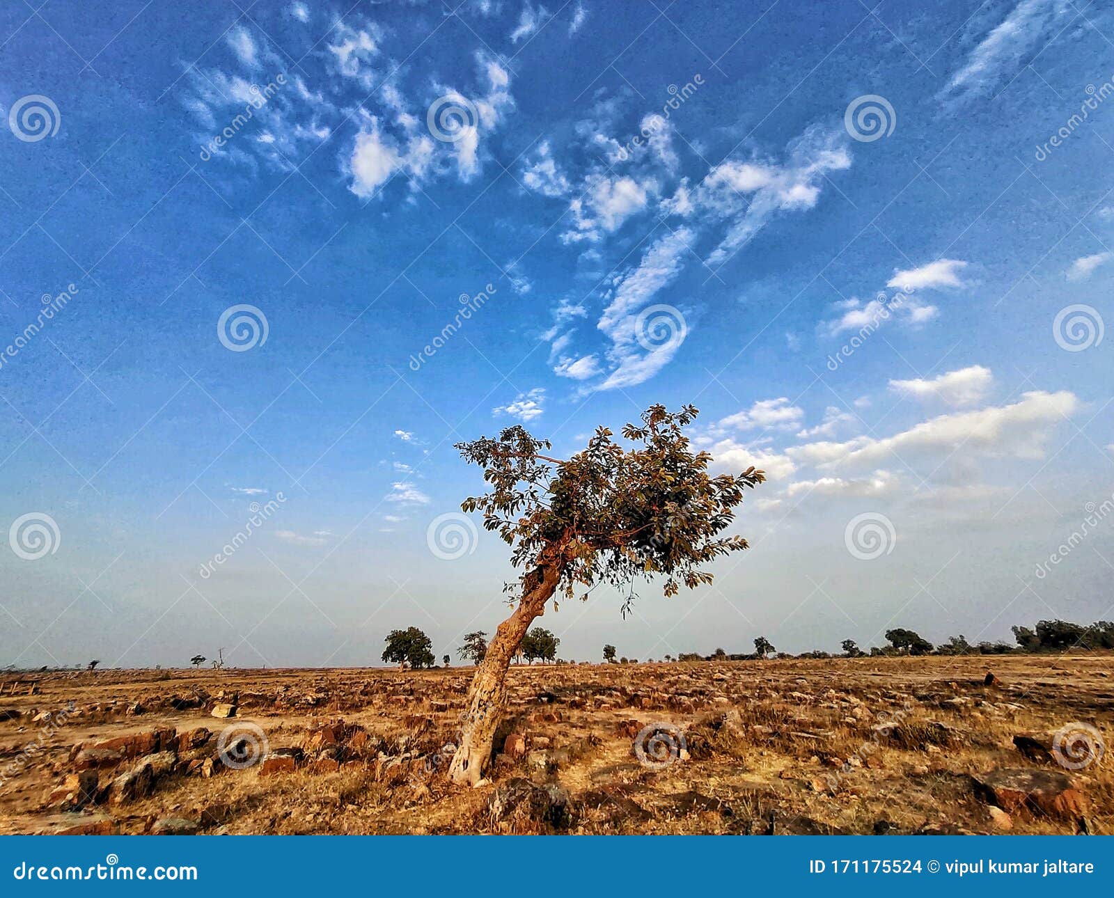 Eye-catching Image of a Tree in the Desert with Rocks and a Beautiful ...