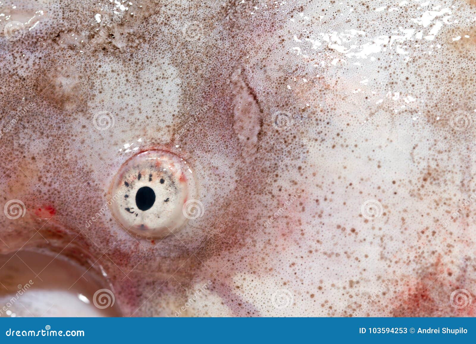 Eye catfish. macro stock image. Image of whisker, ichthyology - 103594253