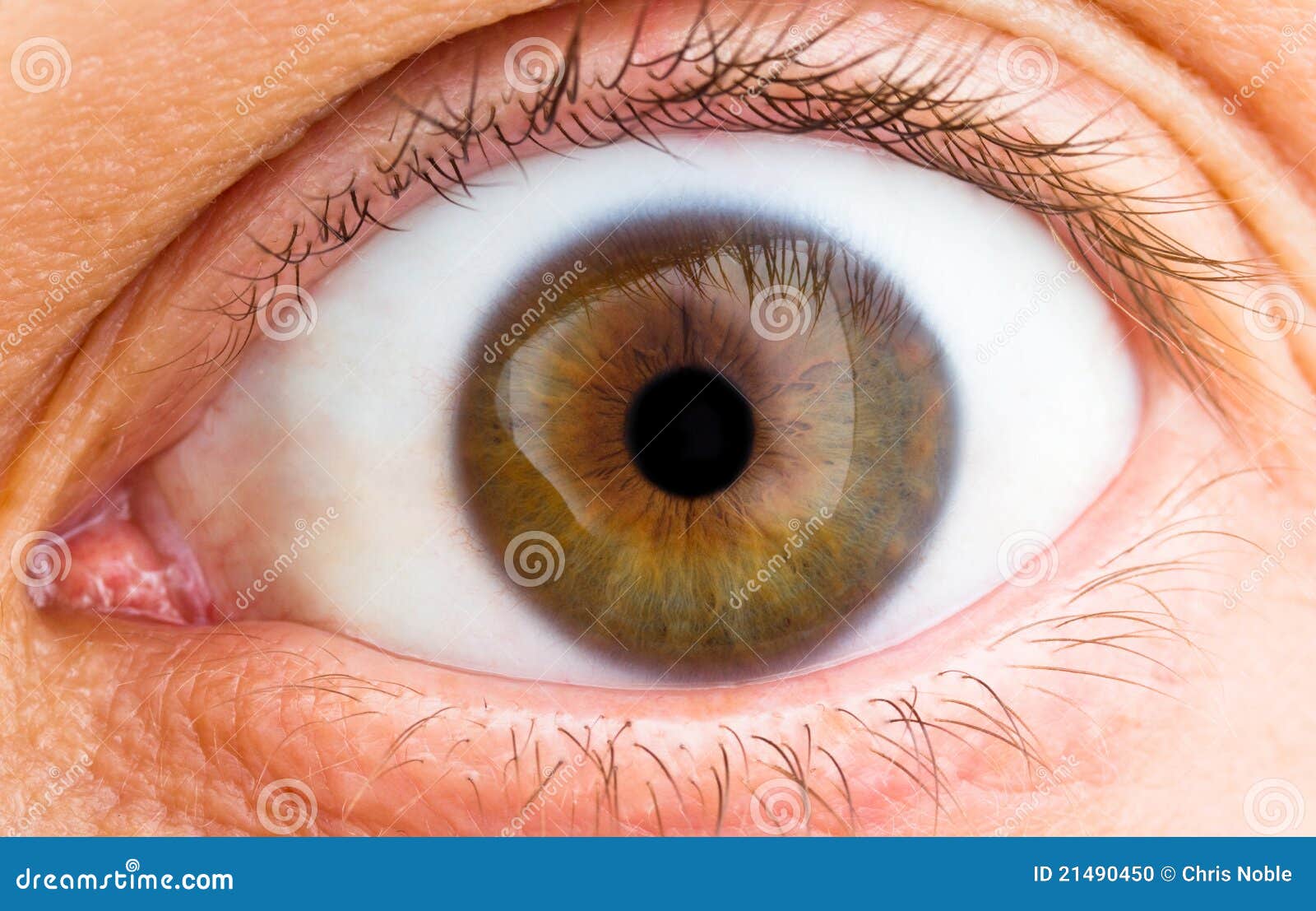 Eye - Close Up stock photo. Image of iris, open, eyelash - 21490450