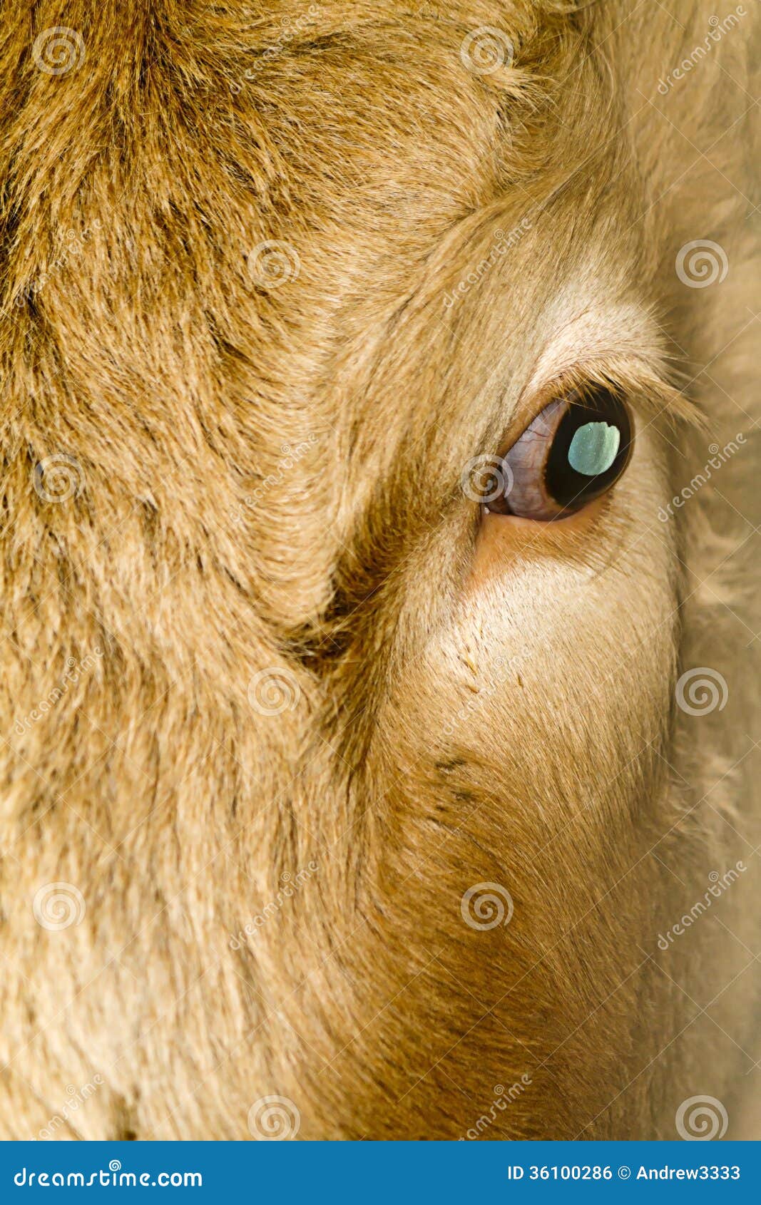 The eye stock photo. Image of nature, animal, domestic - 36100286
