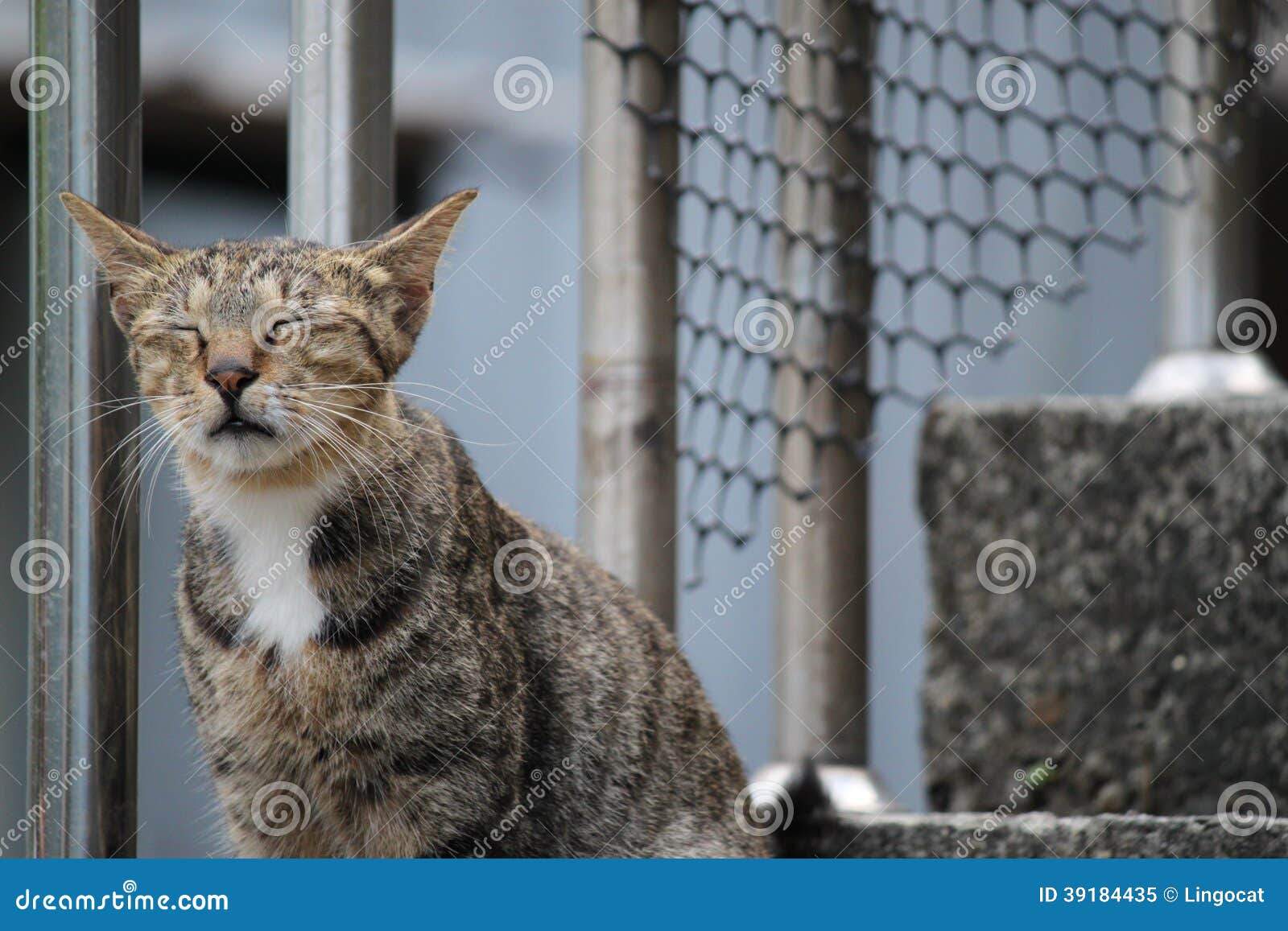 Eye-closed cat stock image. Image of sitting, rest, kitty - 39184435