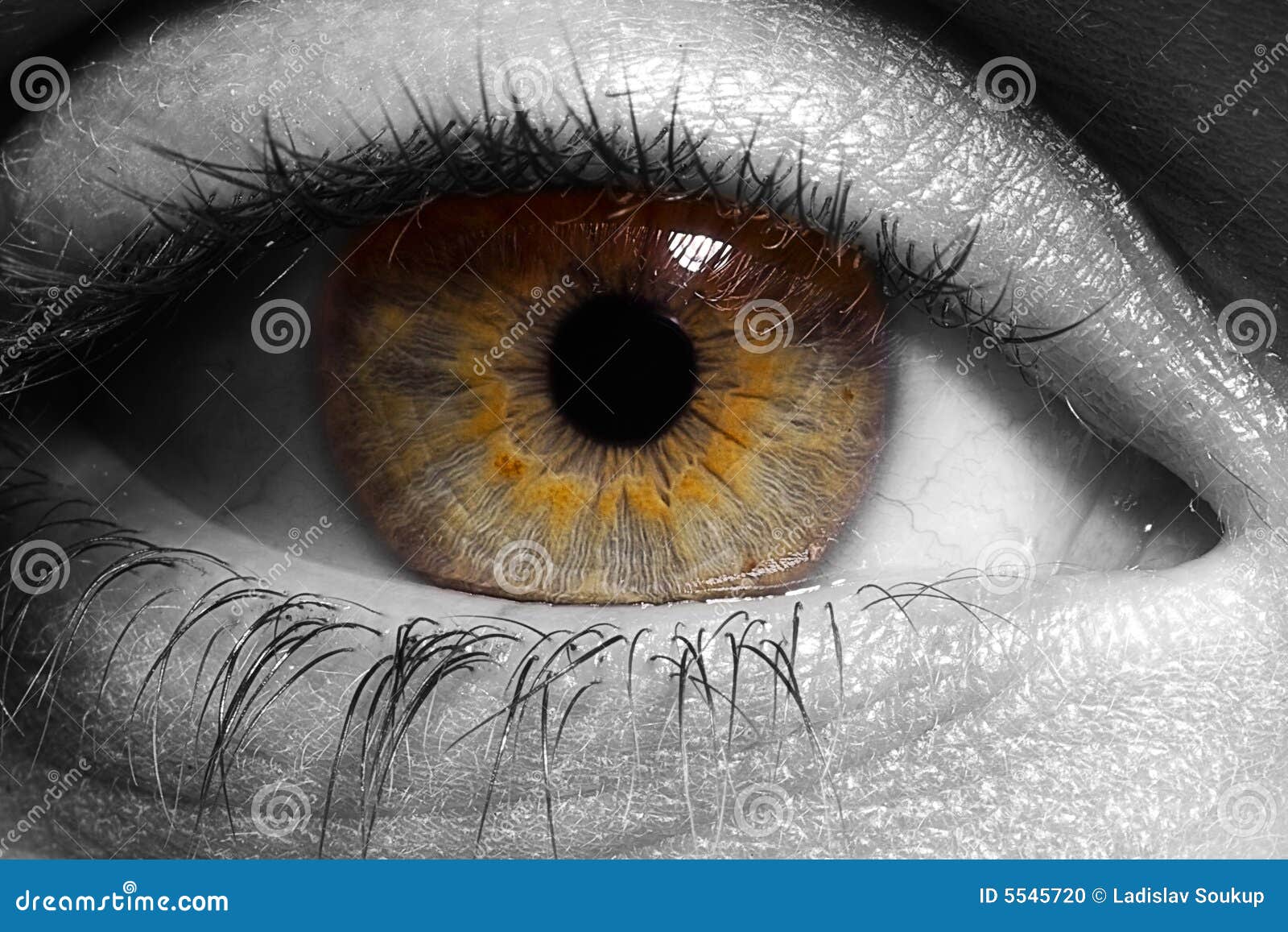 Eye closeup (B&W) stock photo. Image of female, glare - 5545720