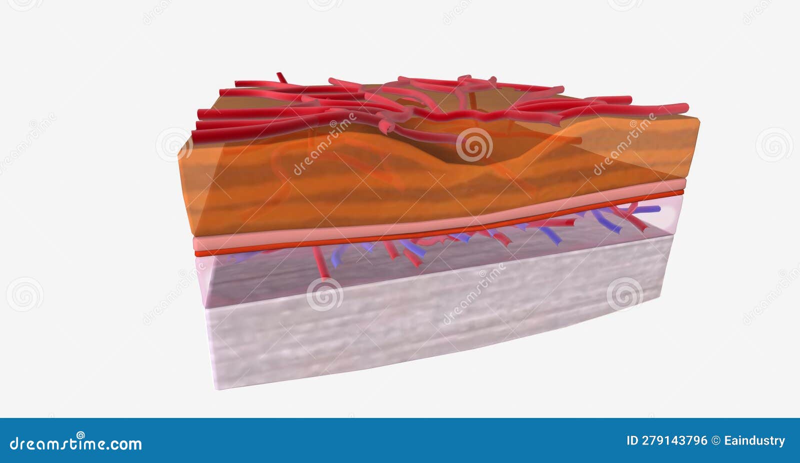 The Eye Consists of Several Layers of Specialized Tissues that E Stock ...