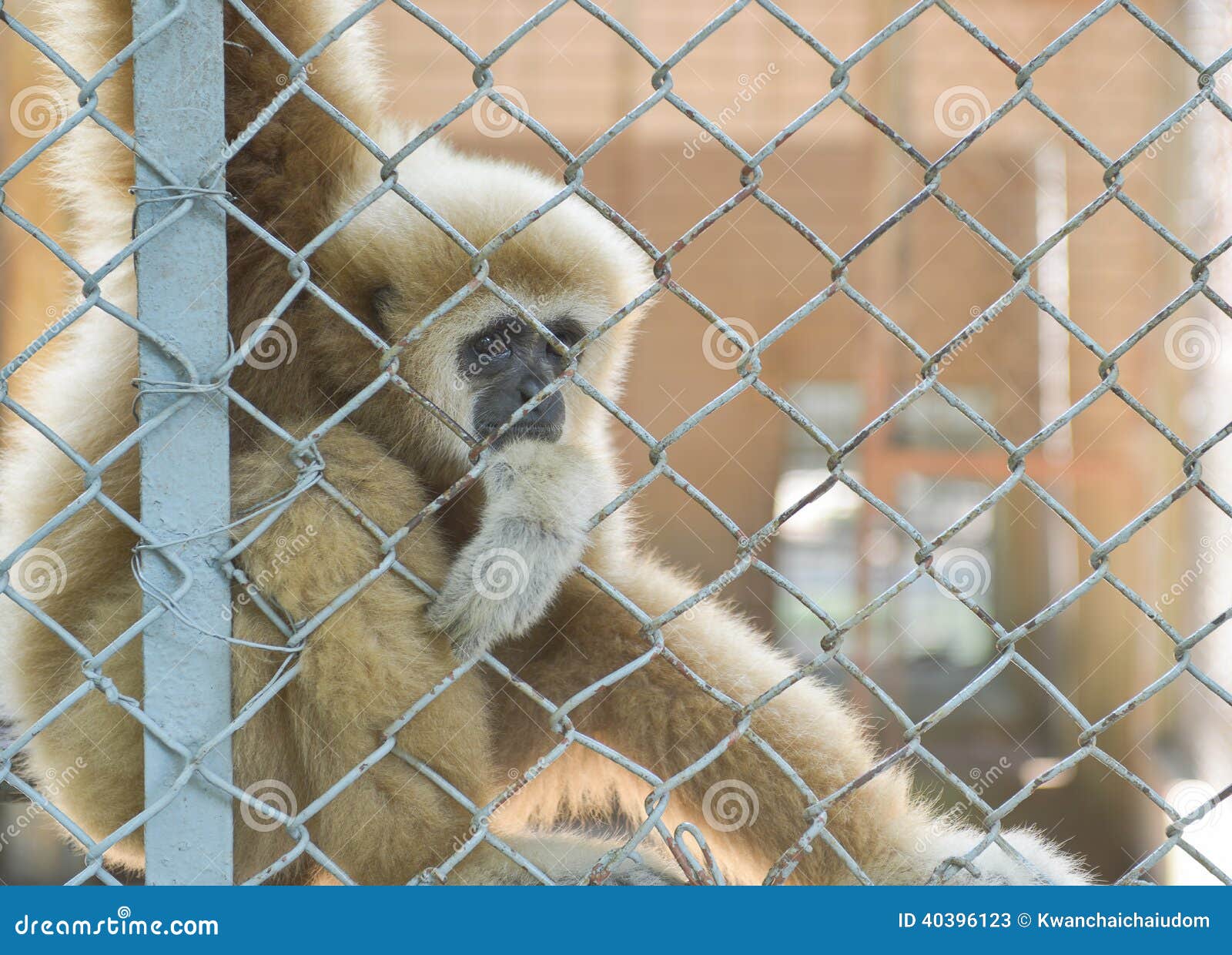 Eye contact from gibbon stock image. Image of human, animal - 40396123