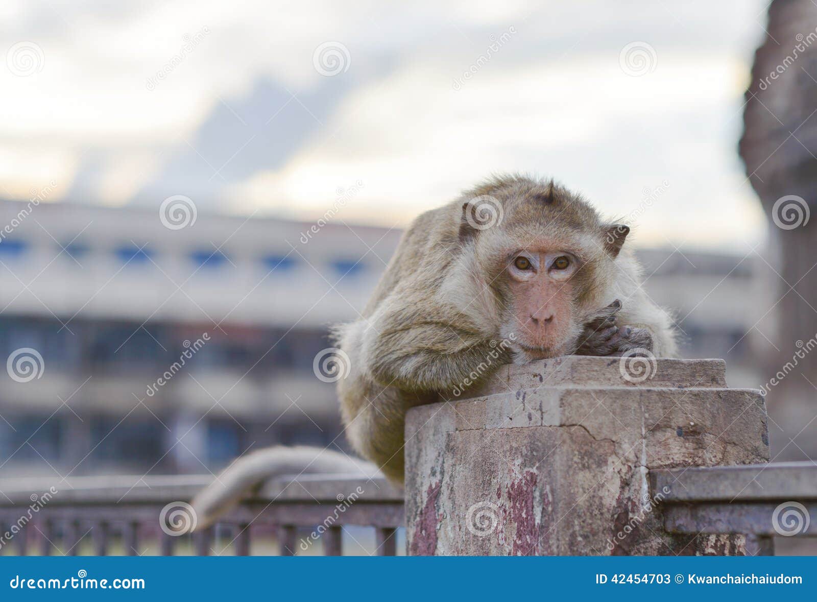 Eye contact from monkey stock image. Image of prang, macaque - 42454703
