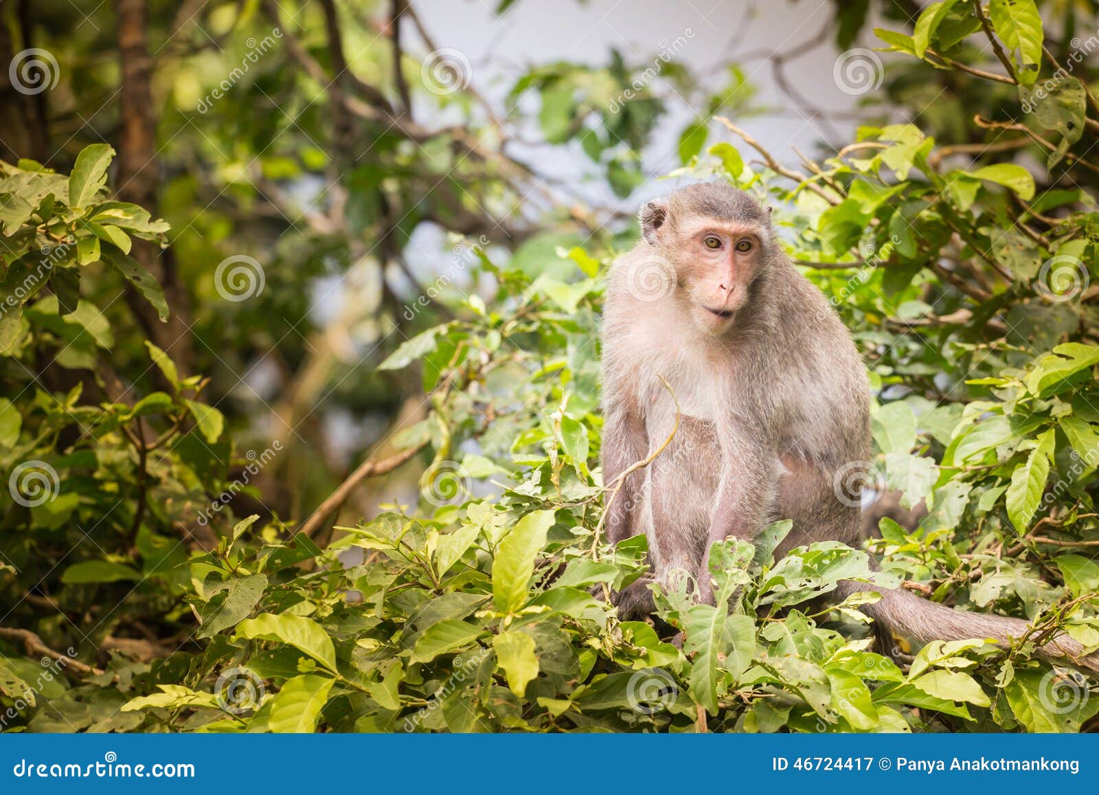 Eye contact of monkey stock image. Image of camera, contact - 46724417
