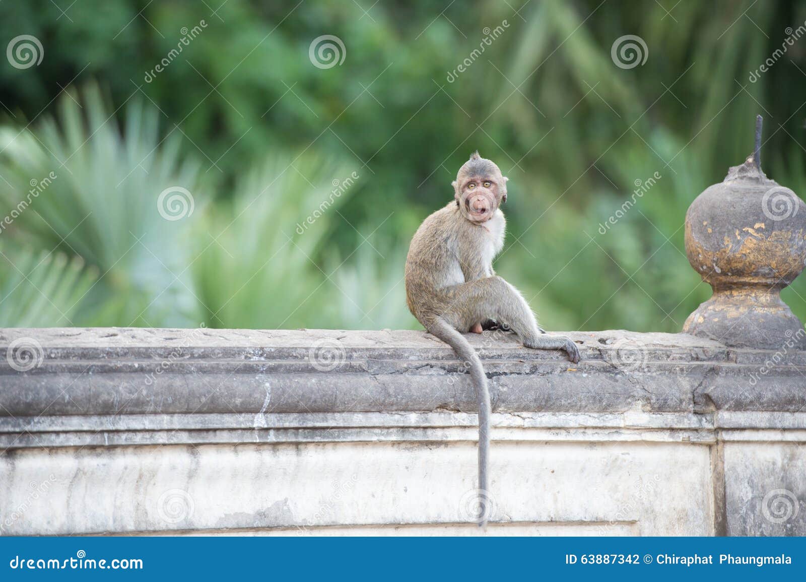Eye Contact Monkey Sitting on the Wall , Monkey Thailand Stock Photo ...