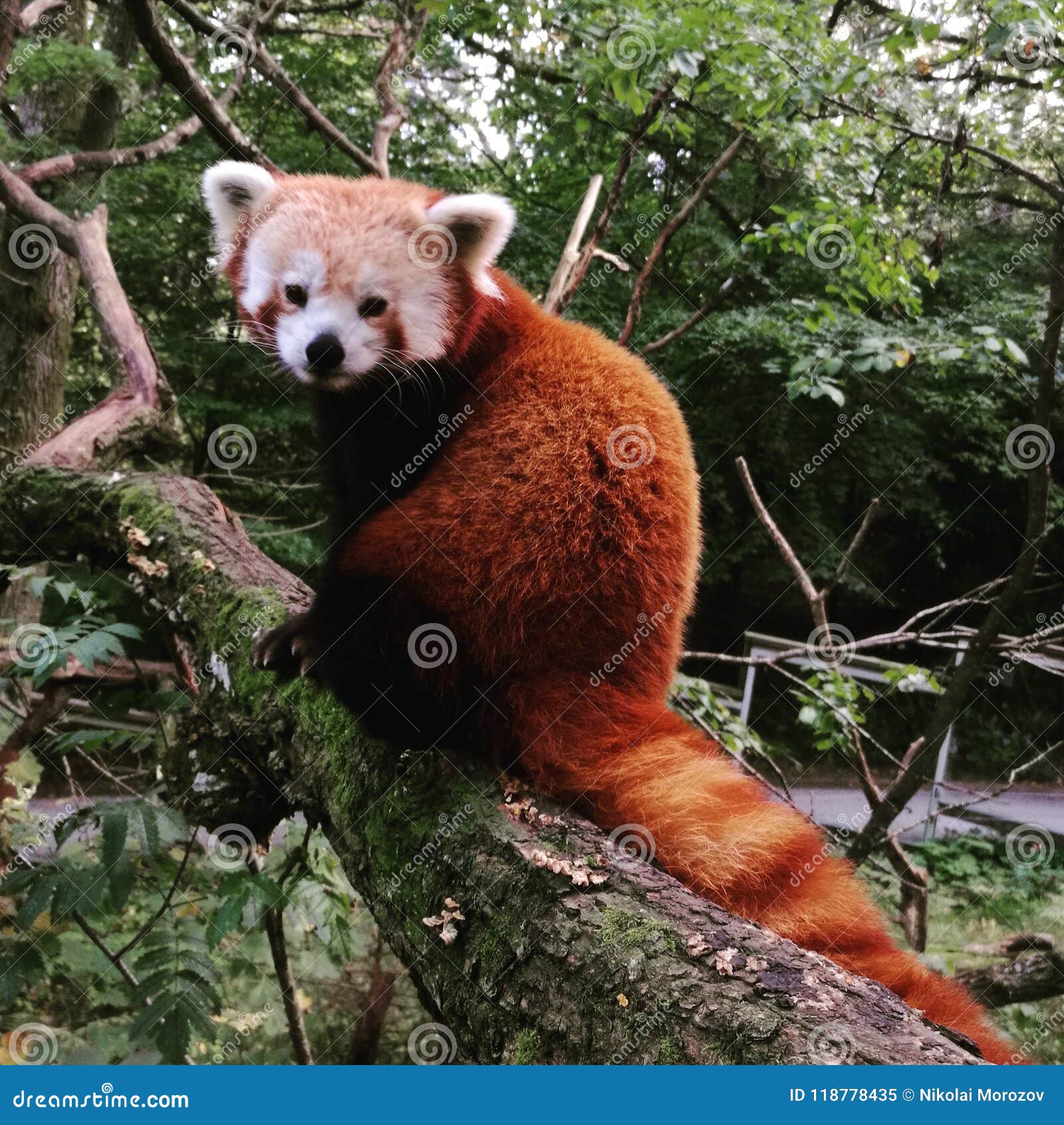 Eye Contact with Red Panda stock image. Image of nature - 118778435