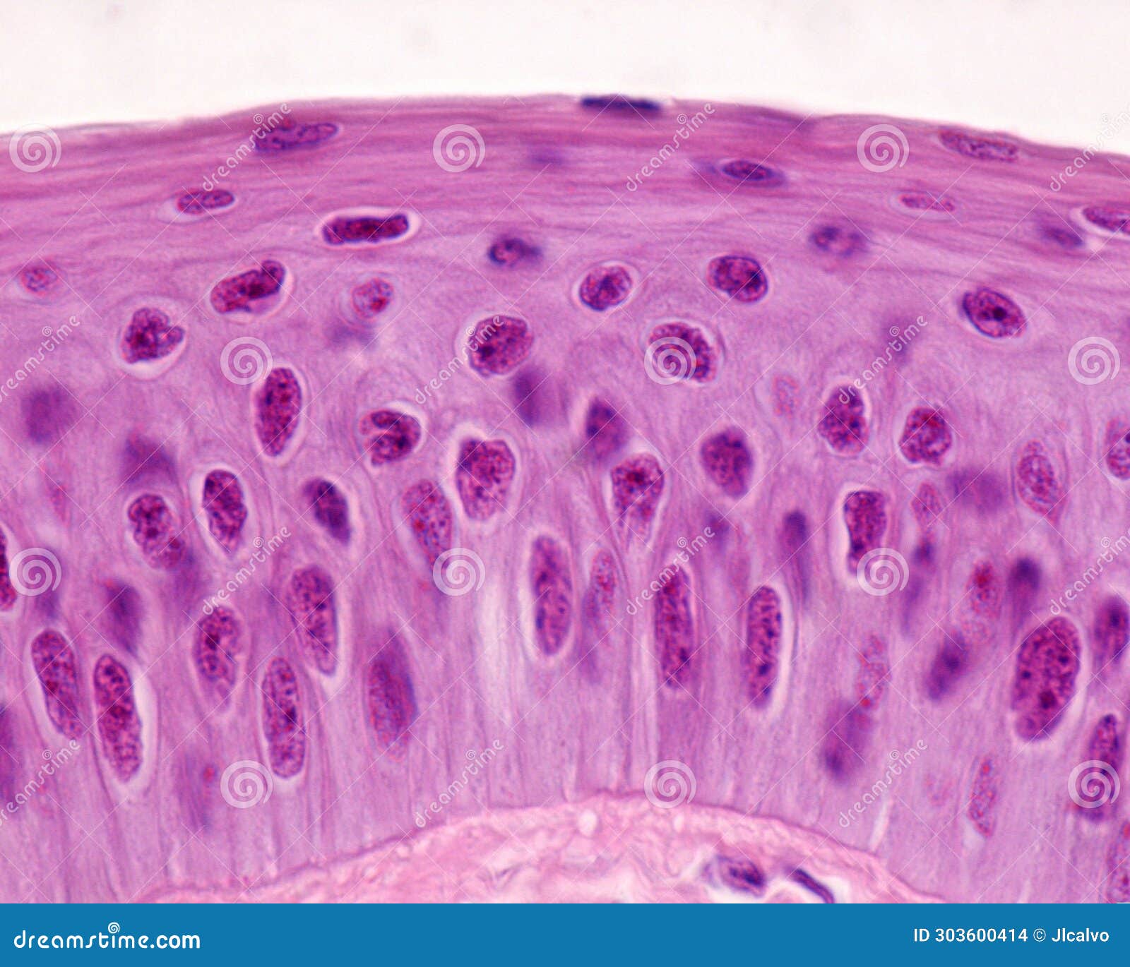 Eye. Cornea epithelium stock photo. Image of epithelium - 303600414