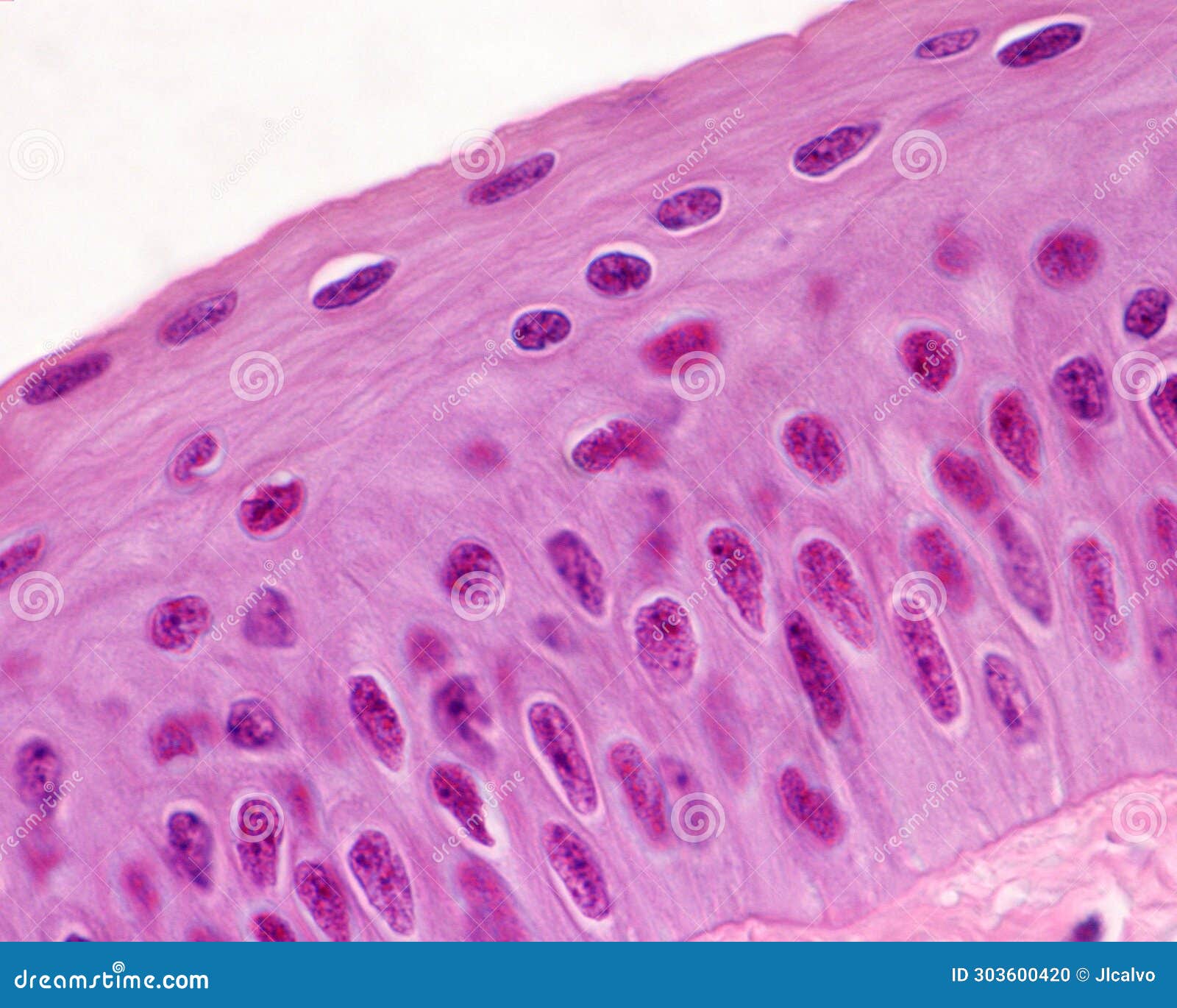 Eye. Cornea epithelium stock photo. Image of histological - 303600420