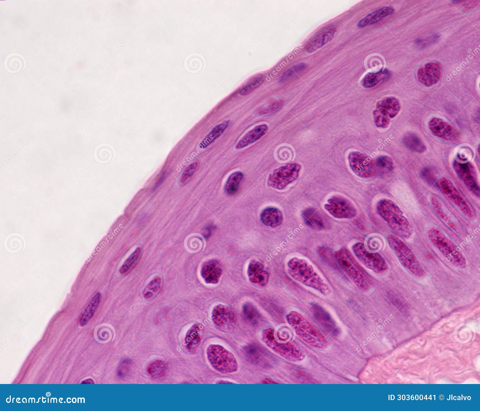 Eye. Cornea epithelium stock image. Image of layer, keratocyte - 303600441