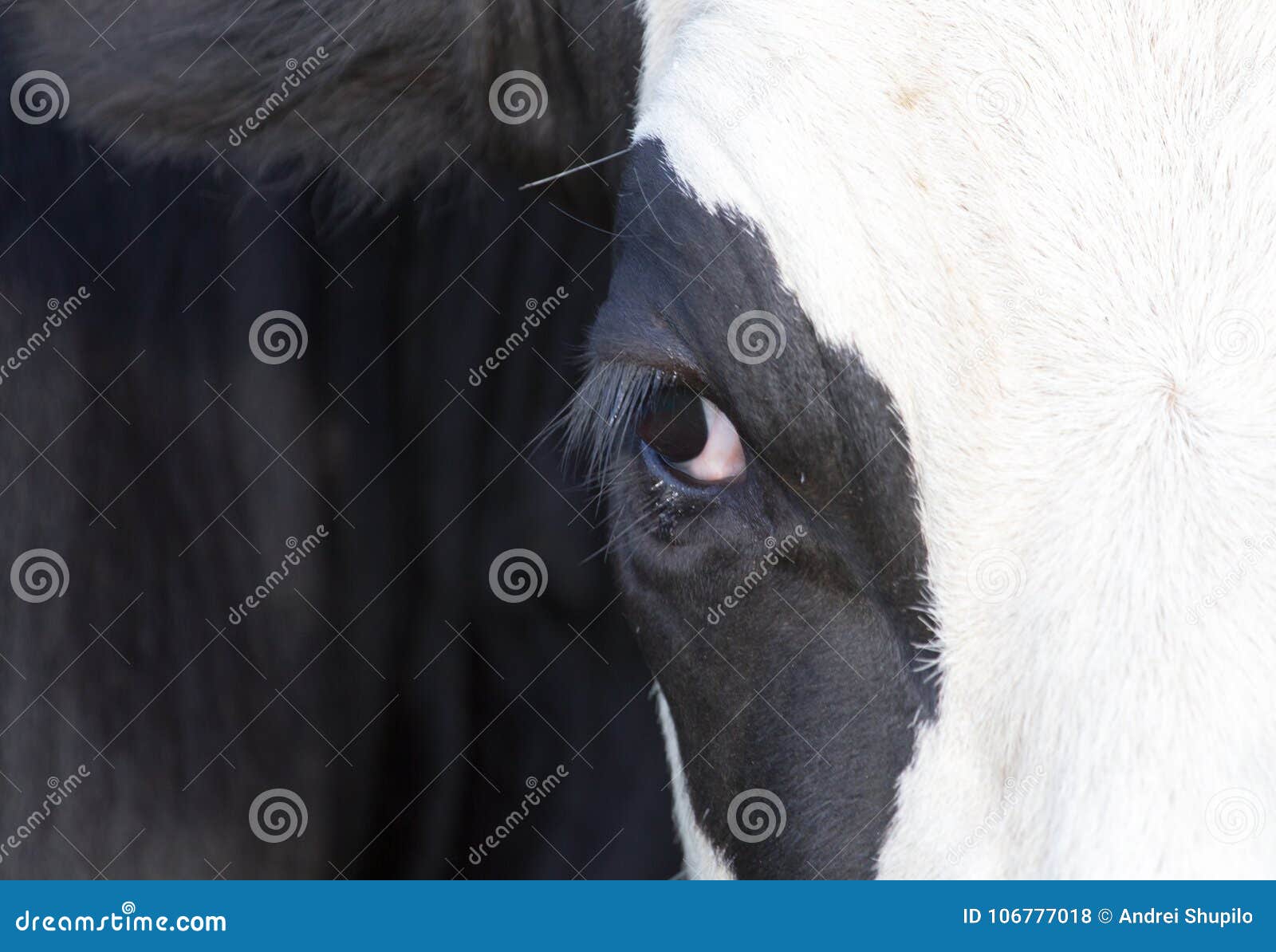 Eye cow stock photo. Image of animals, detail, farm - 106777018