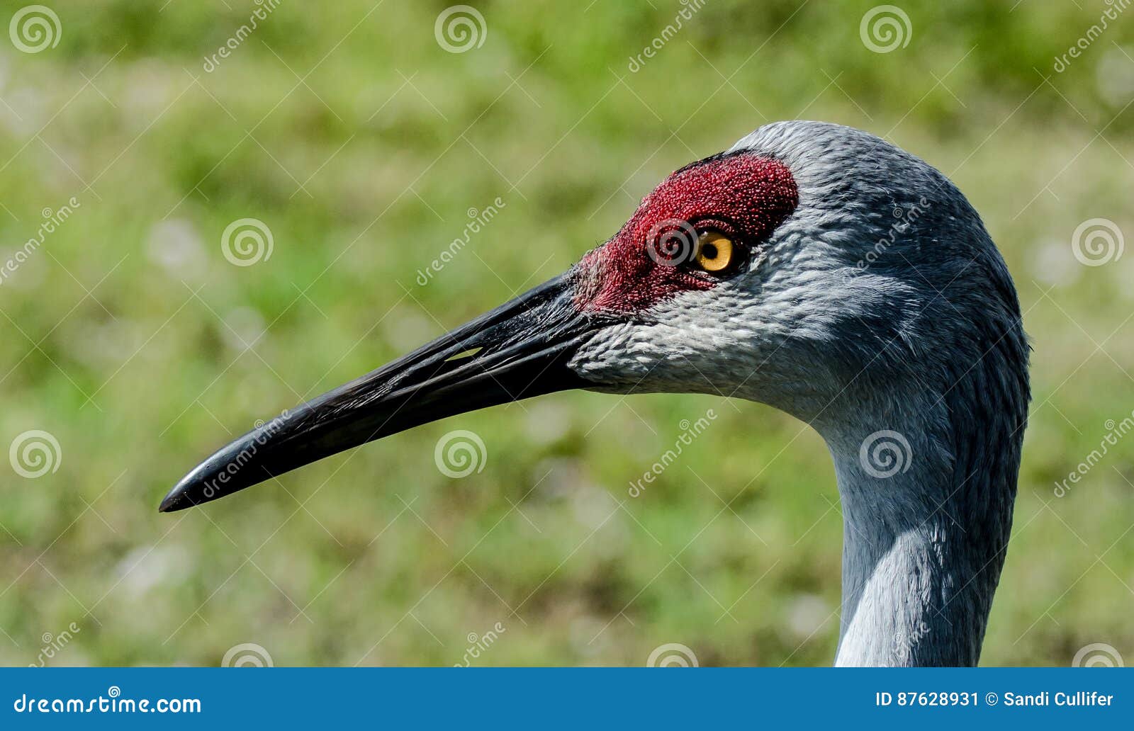 The Eye of the Crane stock image. Image of close, bokeh - 87628931