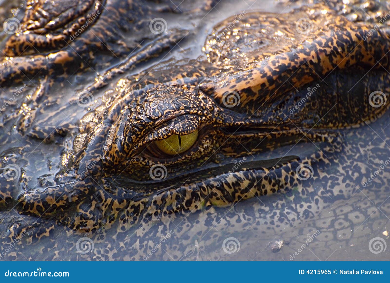 The Eye Of Crocodile Picture. Image: 4215965