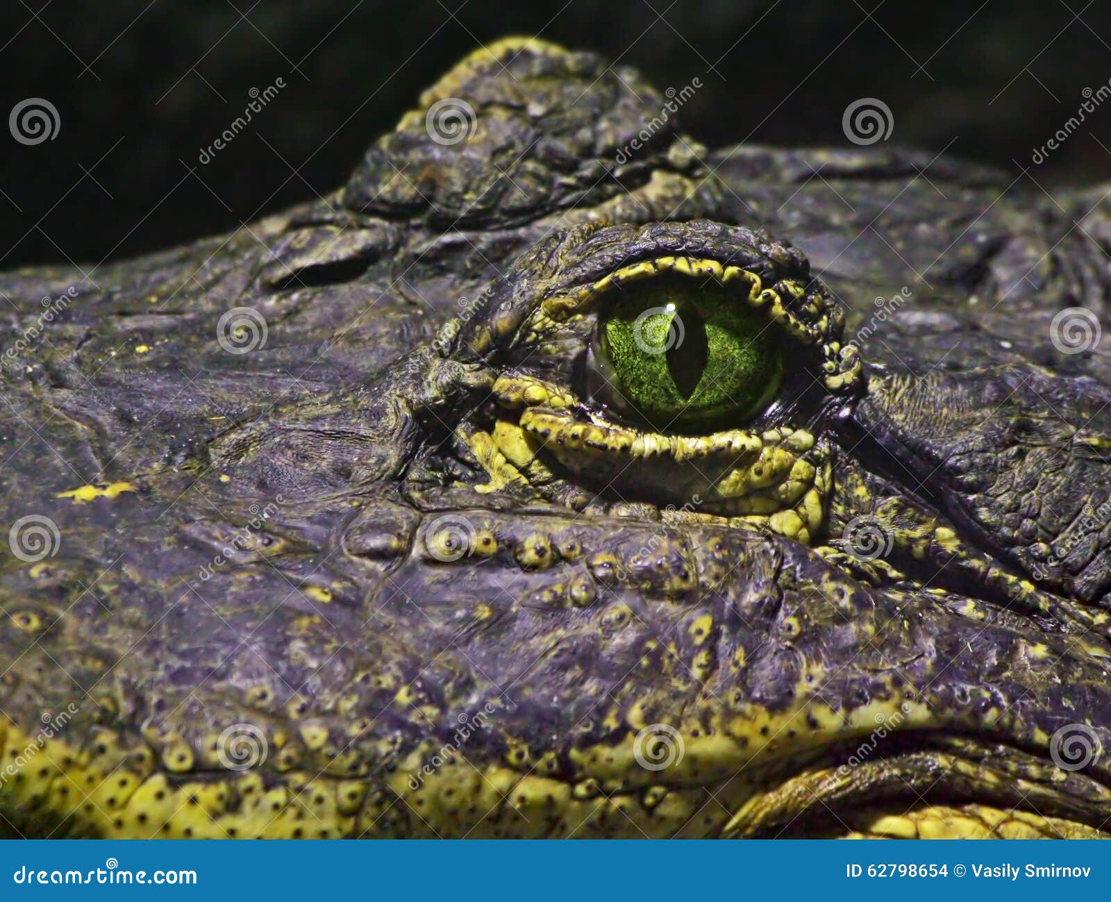 Eye of a crocodile stock photo. Image of nature, aggression - 62798654