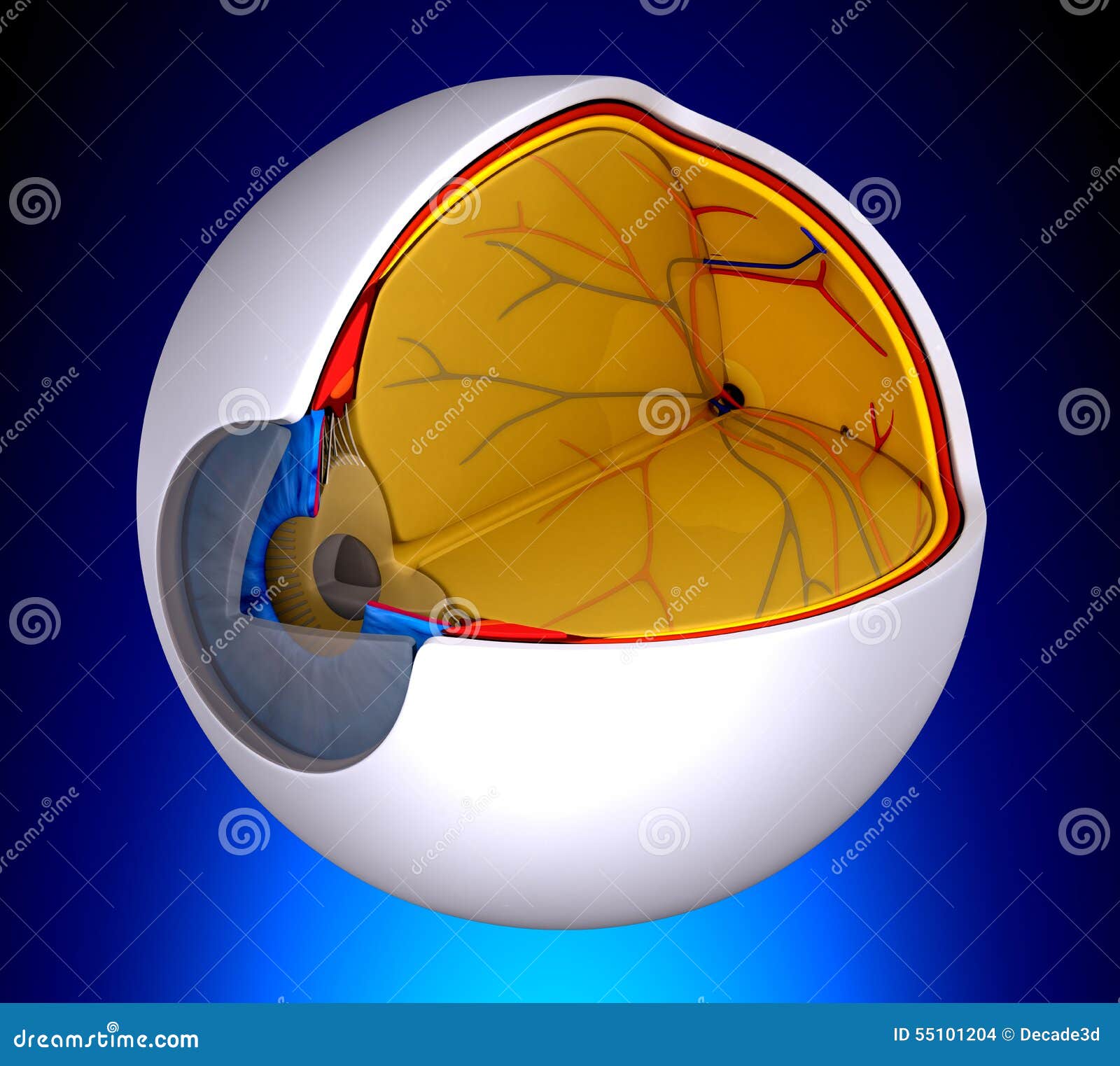 Eye Cross Section Real Human Anatomy - On Blue Background Stock Photo ...