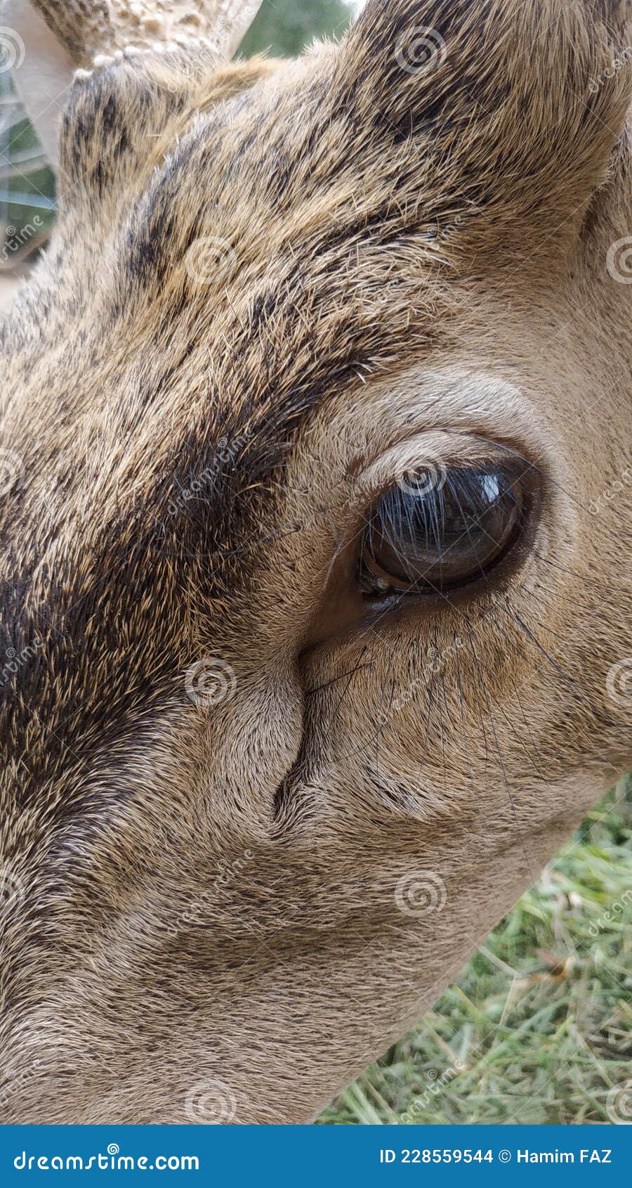 Eye of a Deer stock photo. Image of monkey, wildlife - 228559544