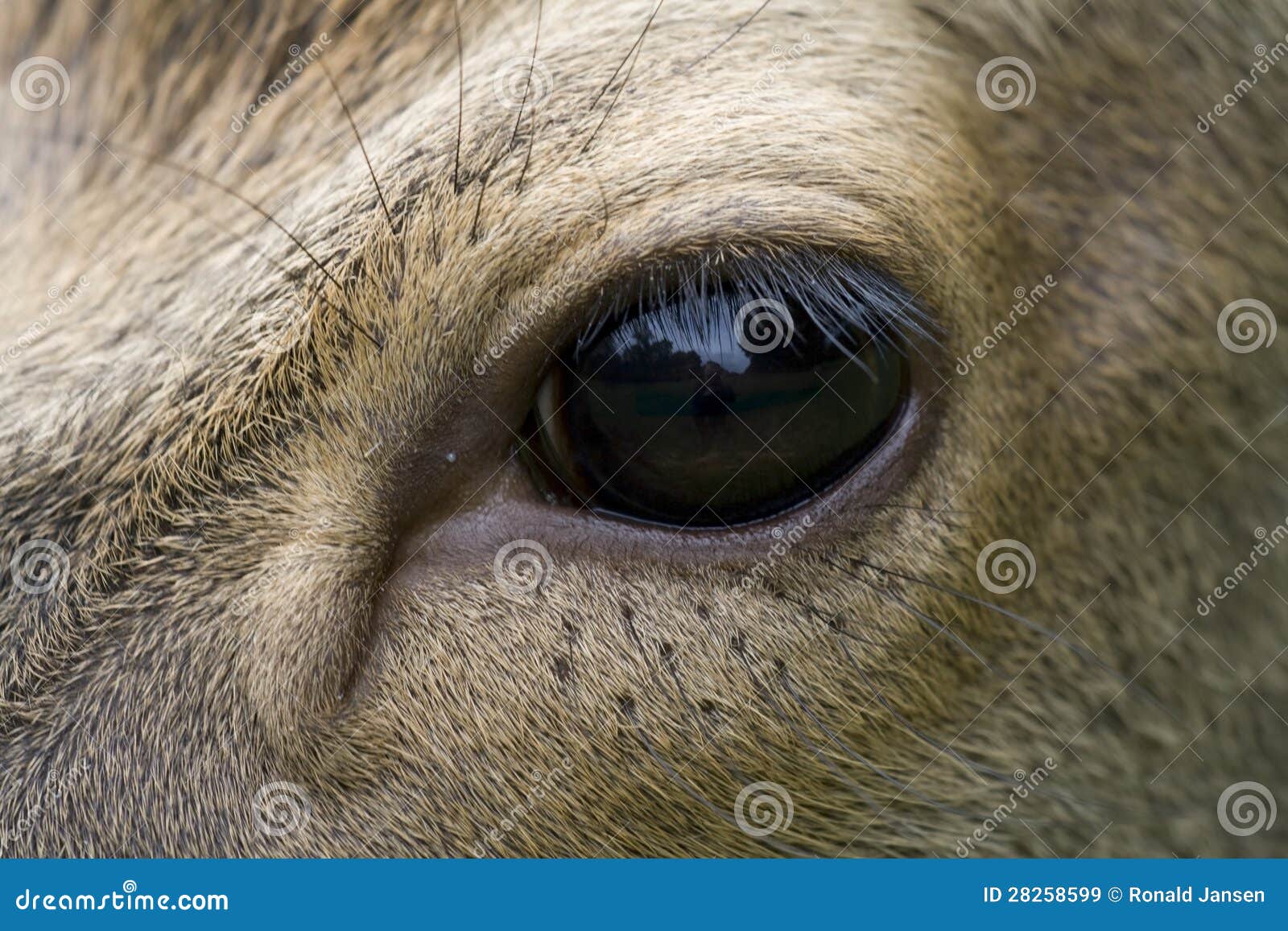 Eye Of A Deer Royalty Free Stock Images - Image: 28258599