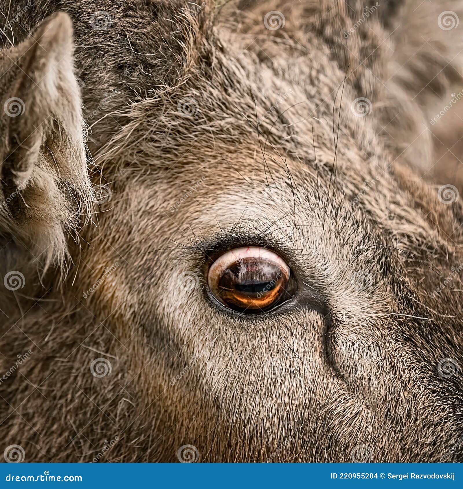 Eye of a deer stock photo. Image of deer, ungulate, animal - 220955204