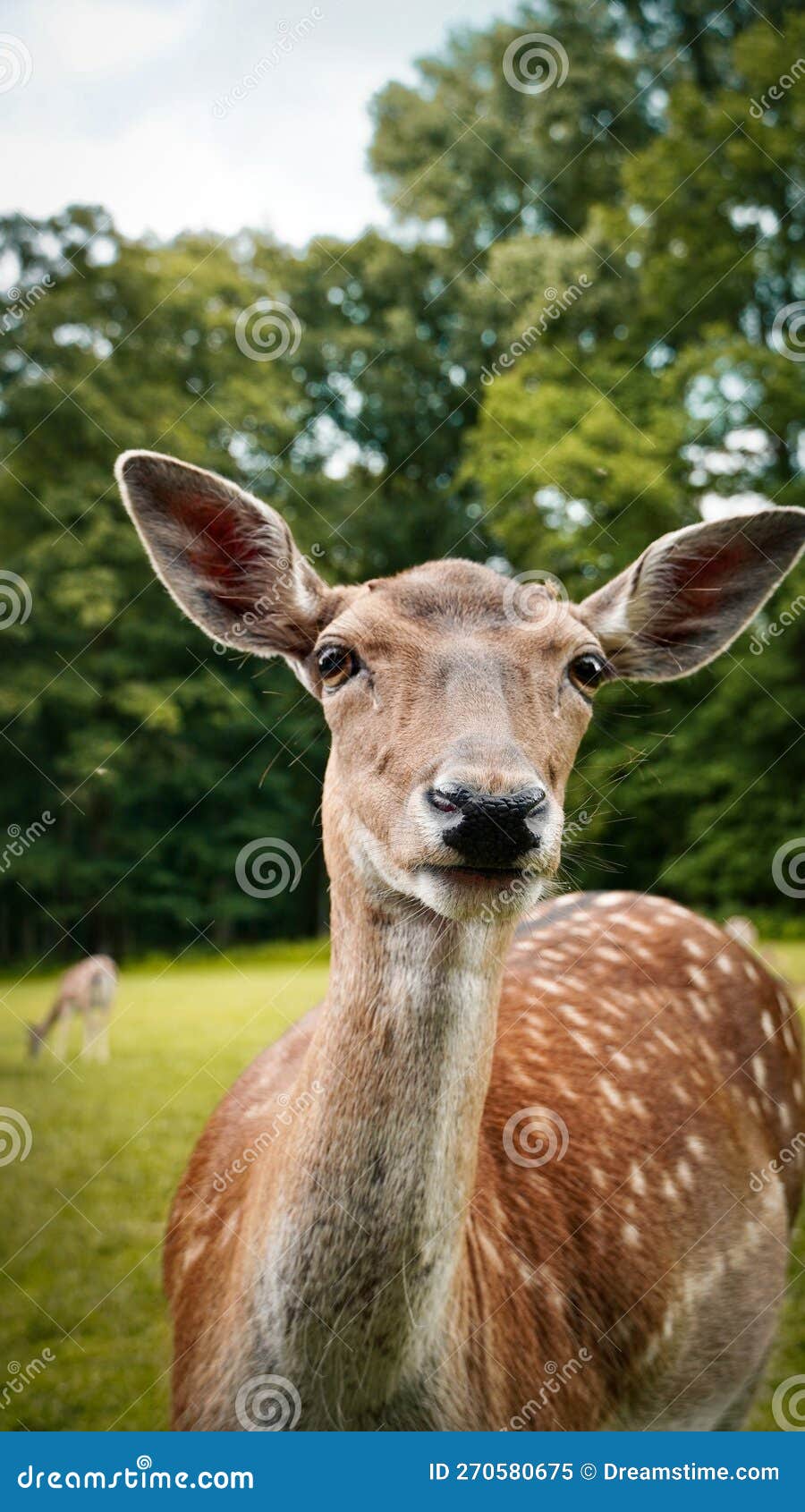 The eye of deer stock image. Image of nature, cattle - 270580675
