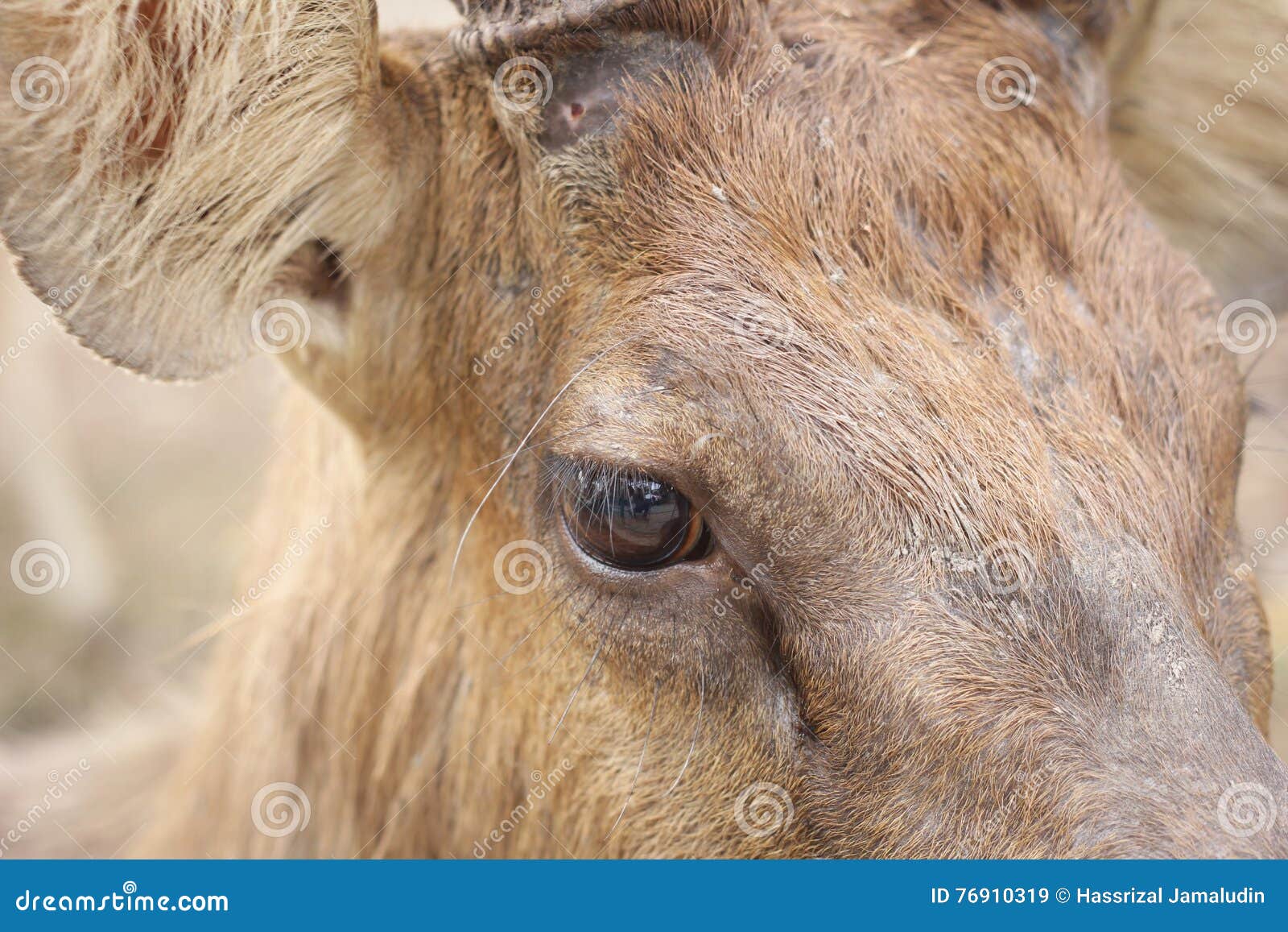 Eye of the Deer stock image. Image of texture, animal - 76910319