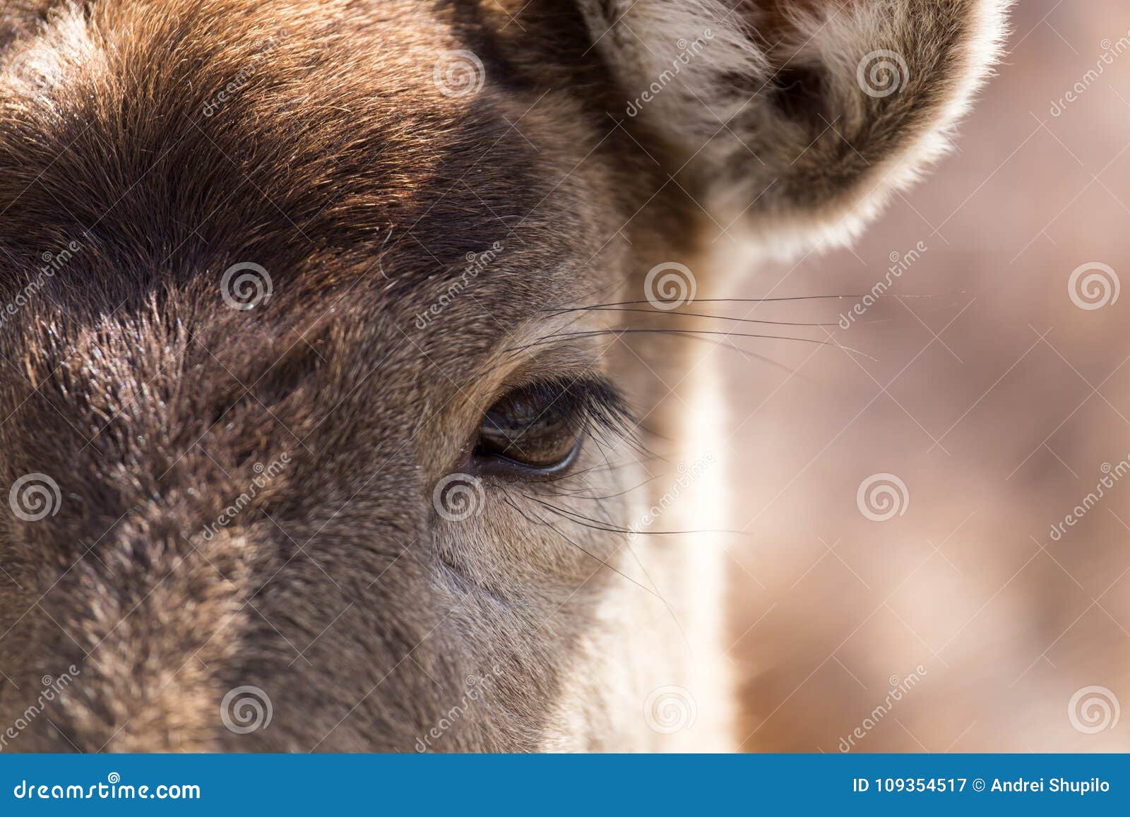 Eye Deer in Nature, Close-up Stock Image - Image of calf, farm: 109354517