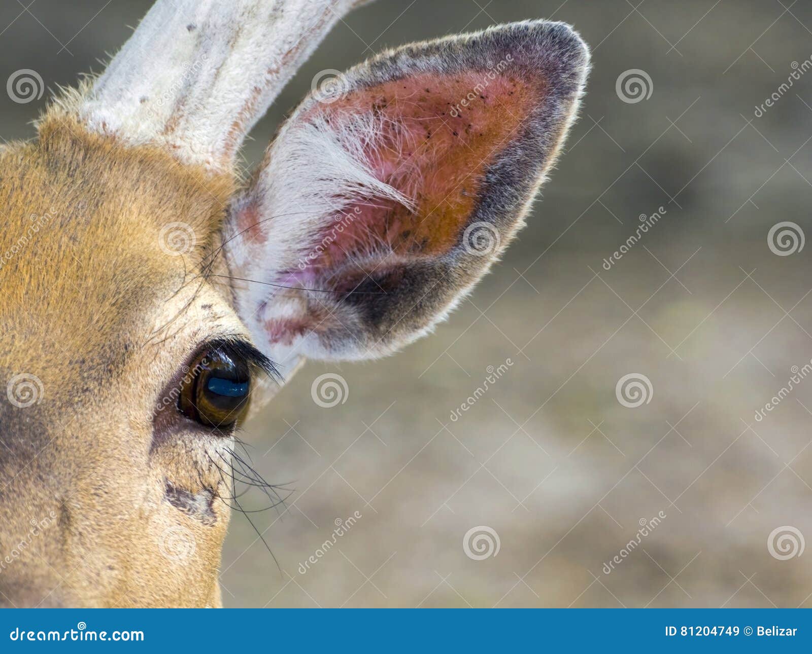Eye of a deer stock image. Image of endangered, male - 81204749