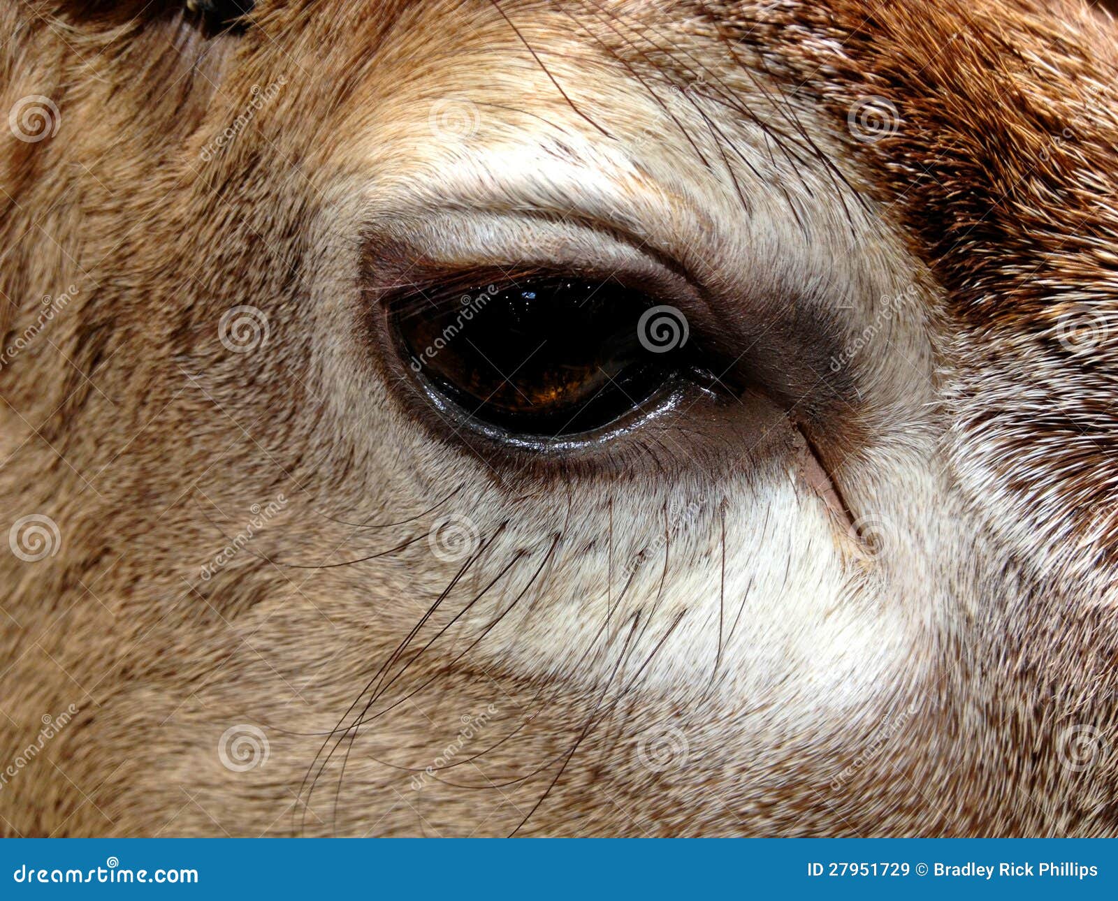 Eye of deer/reindeer stock image. Image of deer, reindeer - 27951729