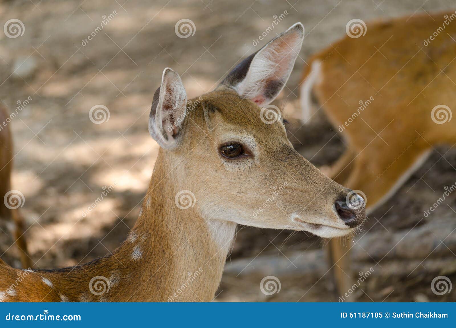 Eye deer stock image. Image of eyes, india, fence, dear - 61187105
