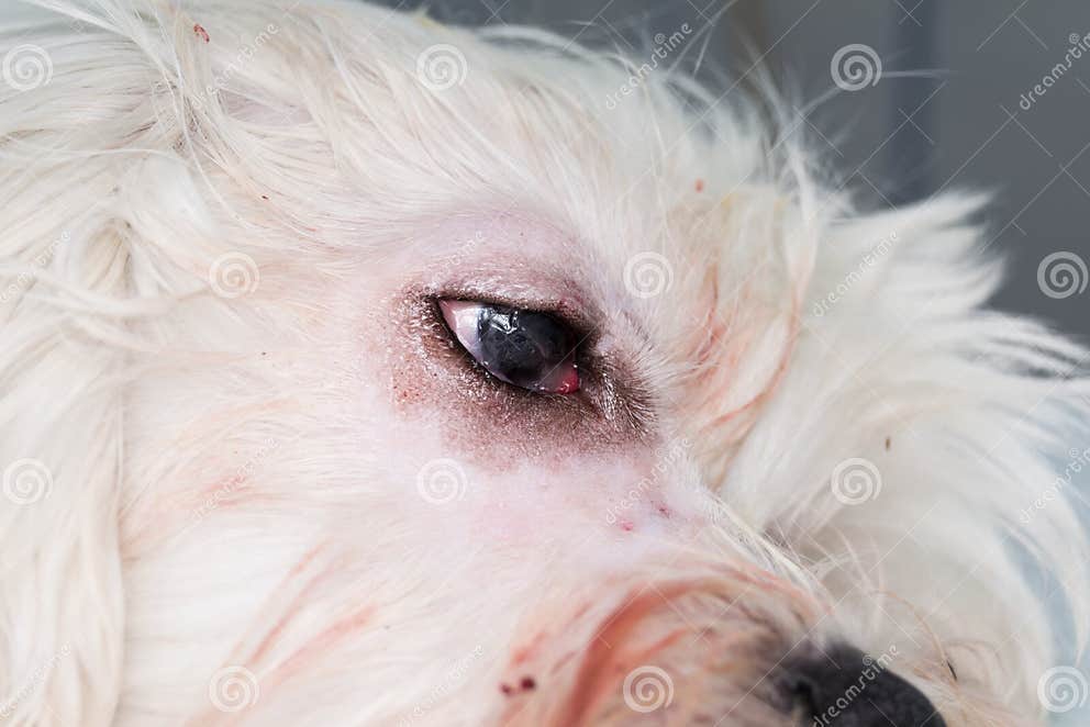 Eye of a Dog after Cherry Eye Surgery Stock Image - Image of care ...