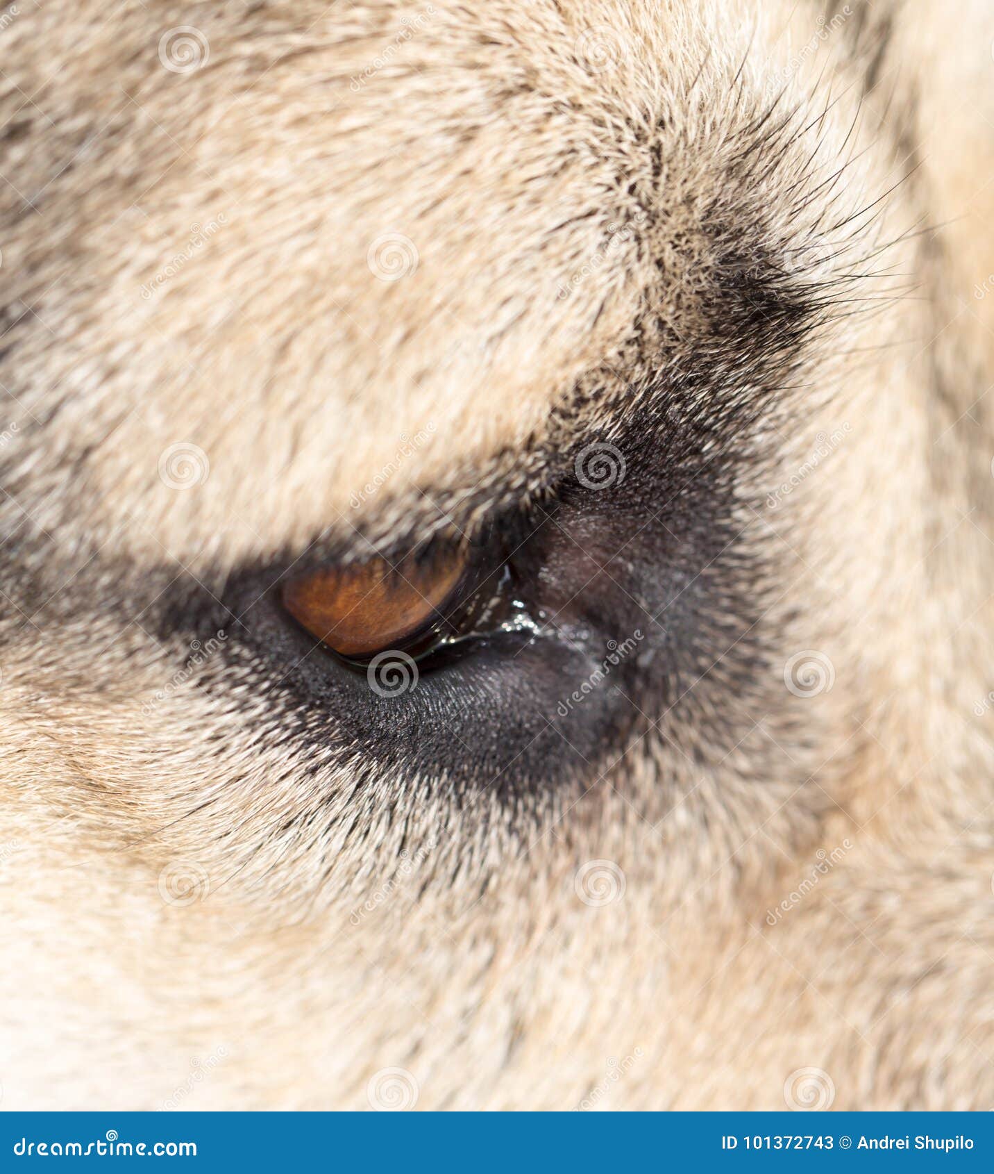 Eye dog. macro stock image. Image of canine, vision - 101372743