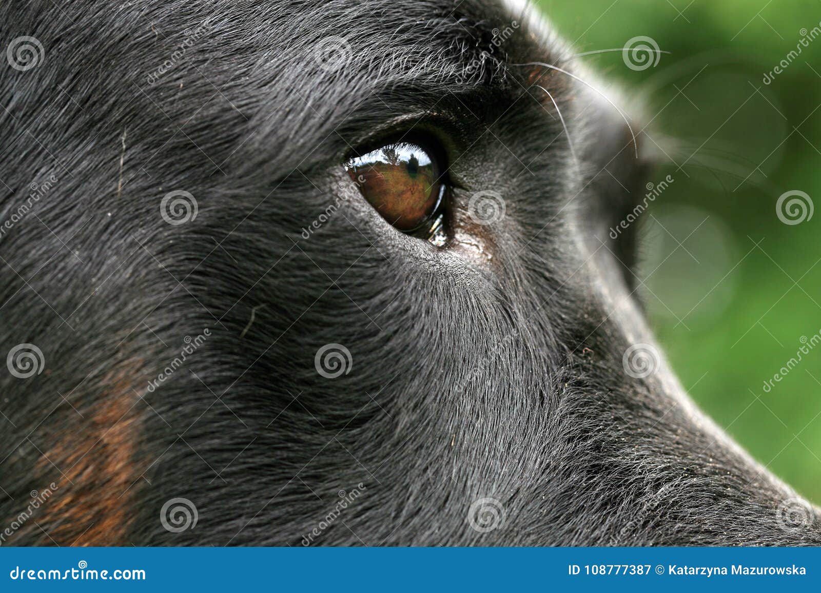 Eye Dogs, Visual Perception. Stock Image - Image of life, abstract ...